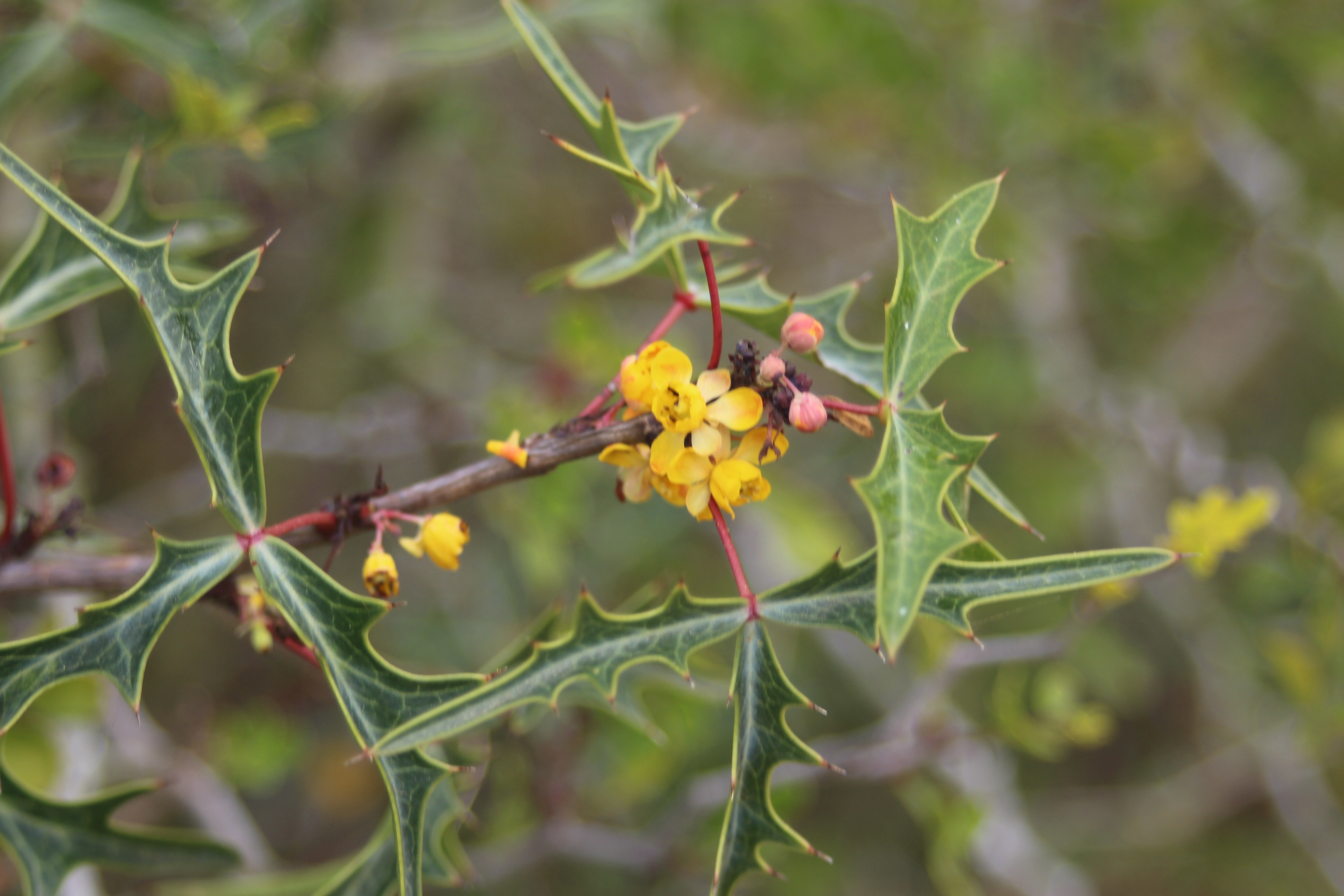 Agarita, Desert Holly – stxflora
