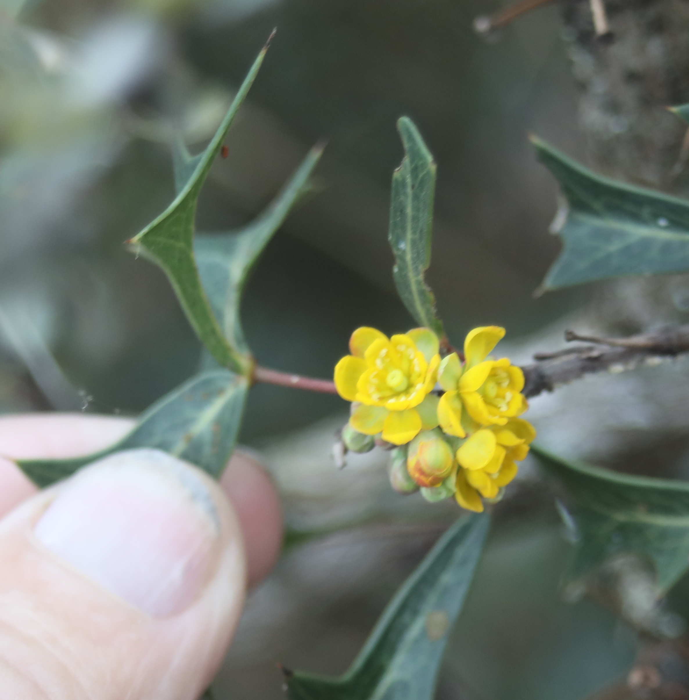Agarita, Desert Holly – stxflora