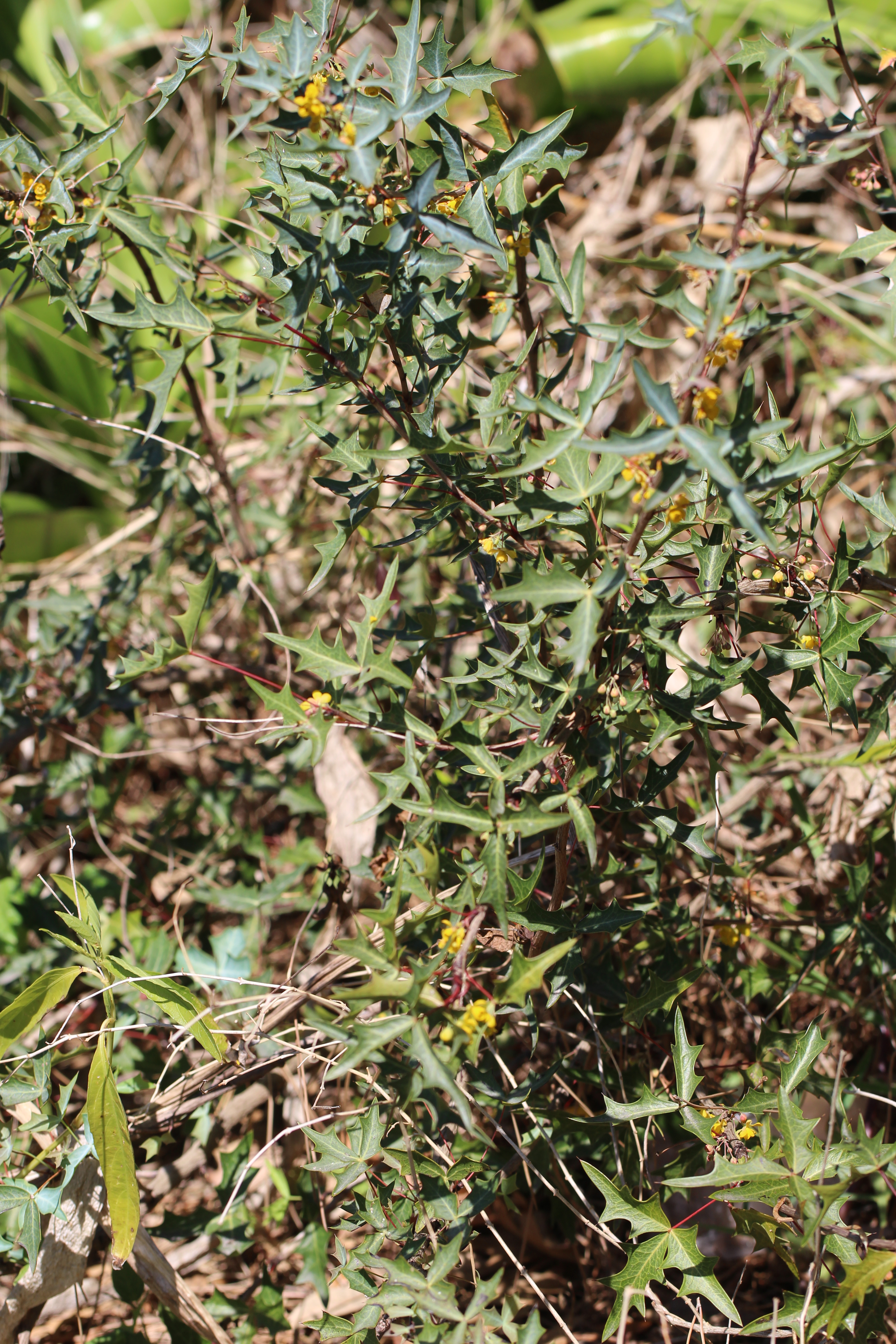Agarita, Desert Holly – stxflora