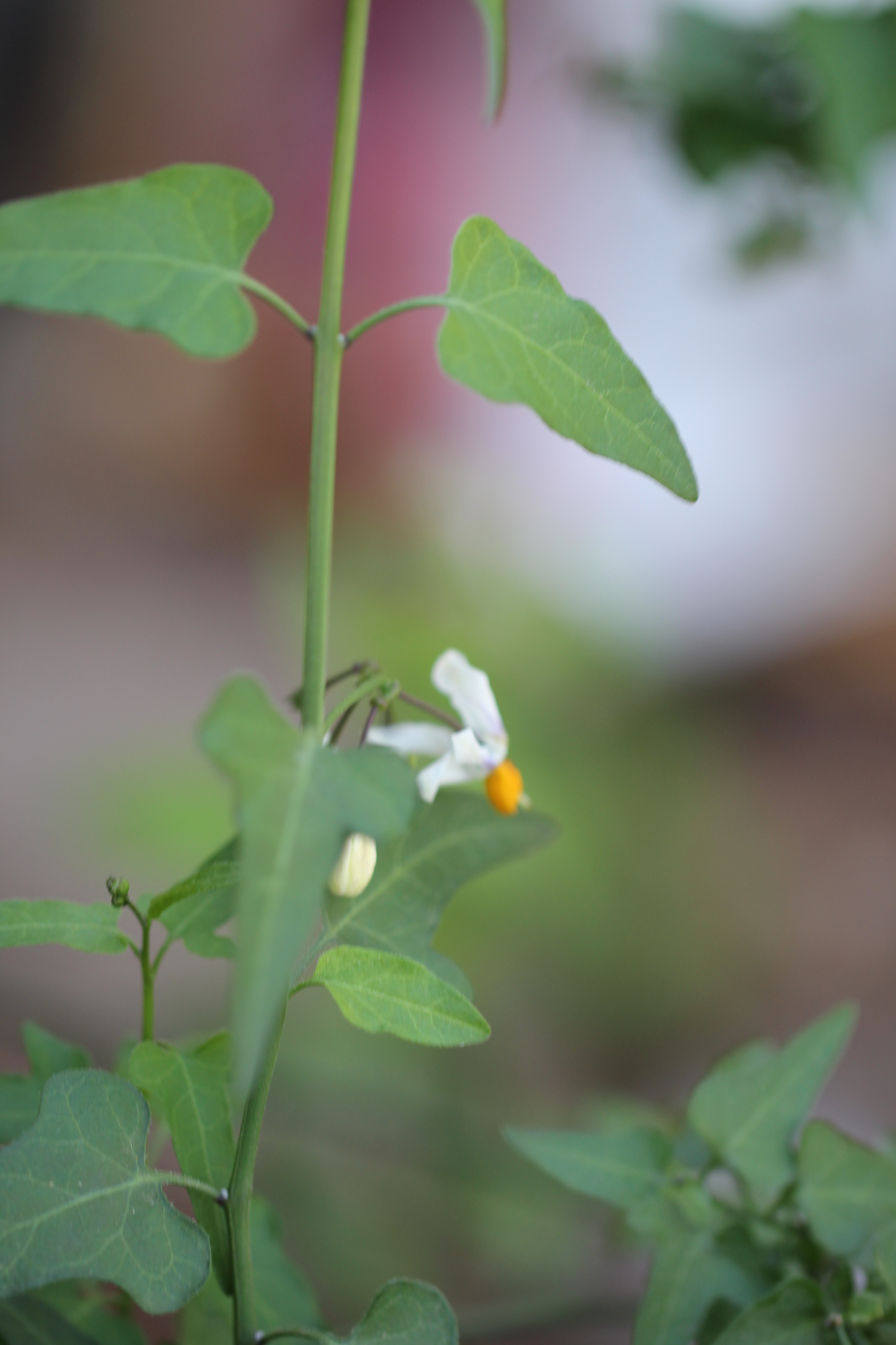Texas Nightshade, Tomatillo; Hierba Mora – stxflora