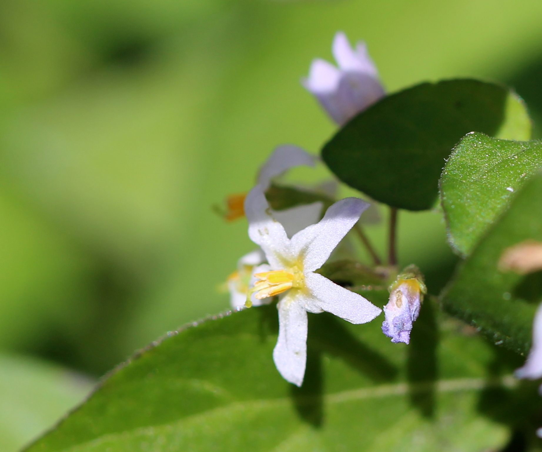 Texas Nightshade, Tomatillo; Hierba Mora – stxflora