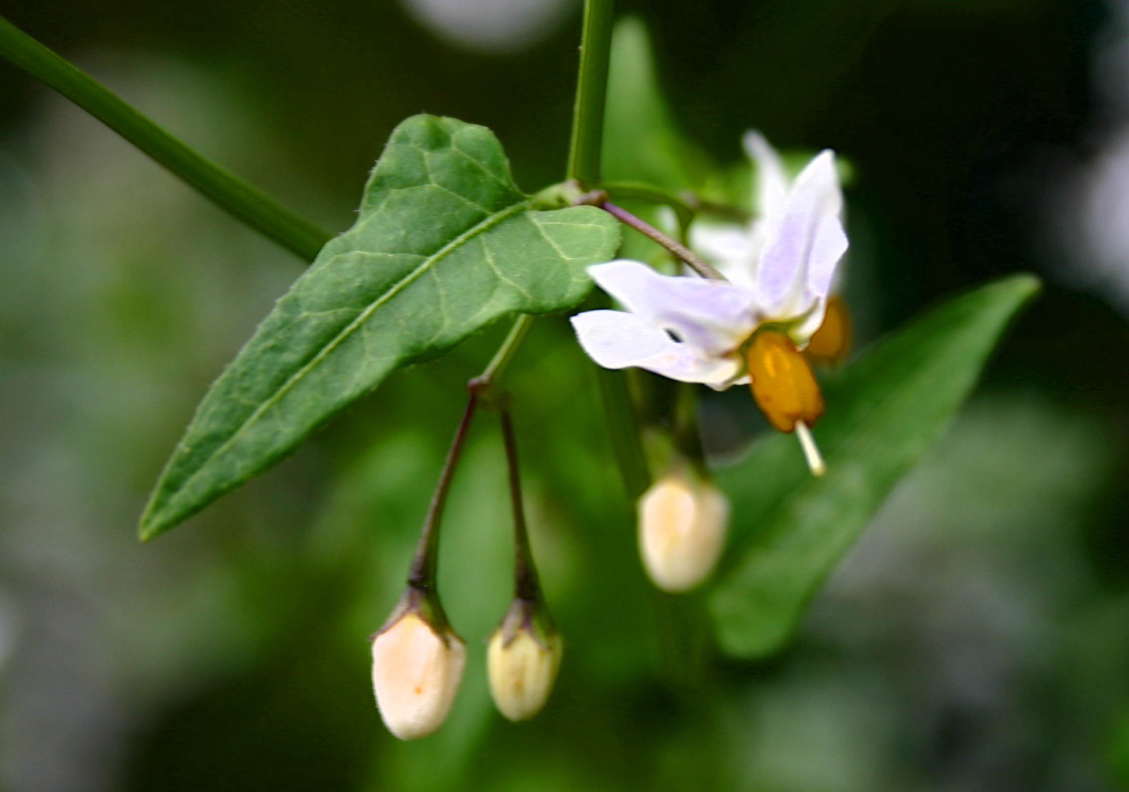 Texas Nightshade, Tomatillo; Hierba Mora – stxflora