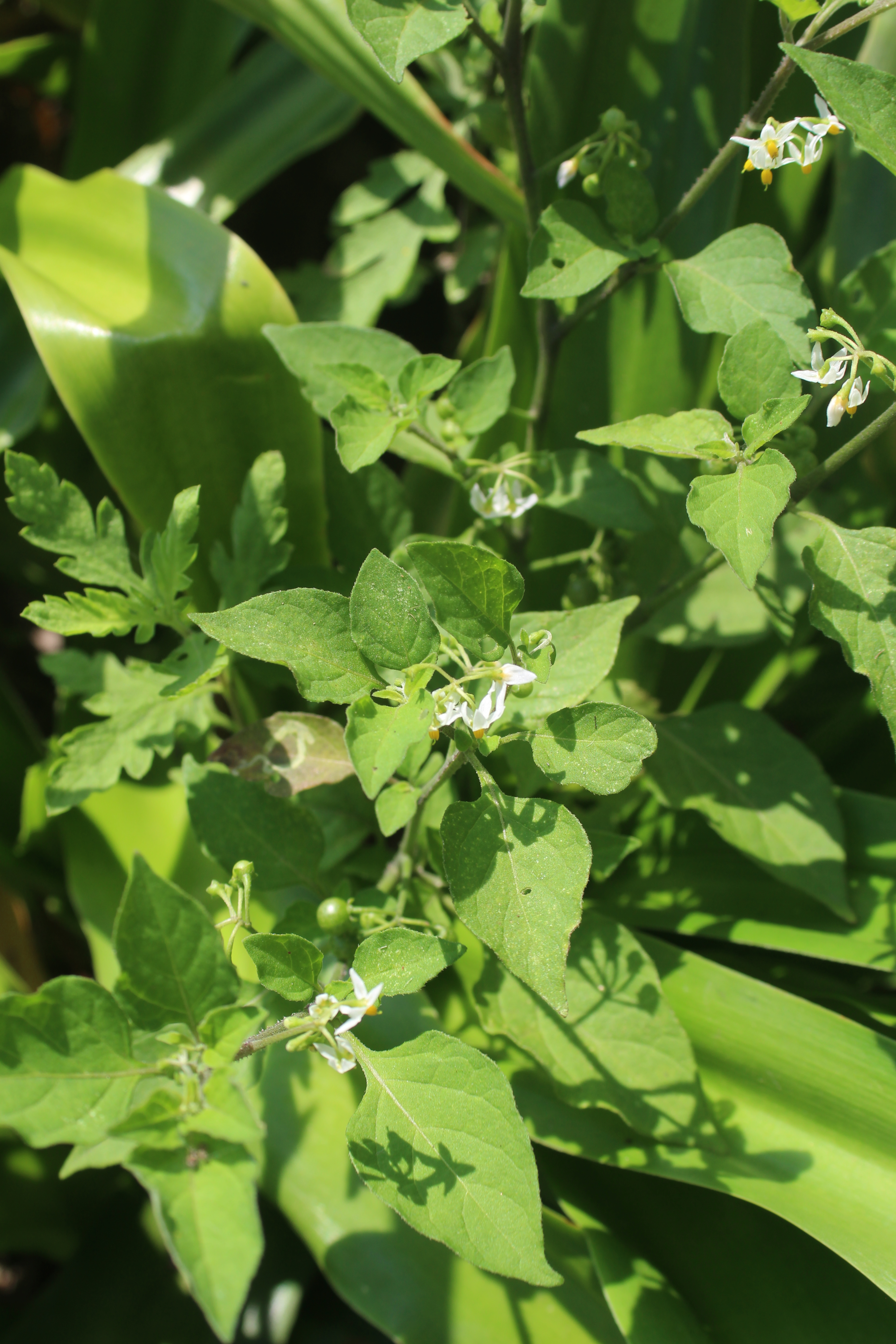 Texas Nightshade, Tomatillo; Hierba Mora – stxflora