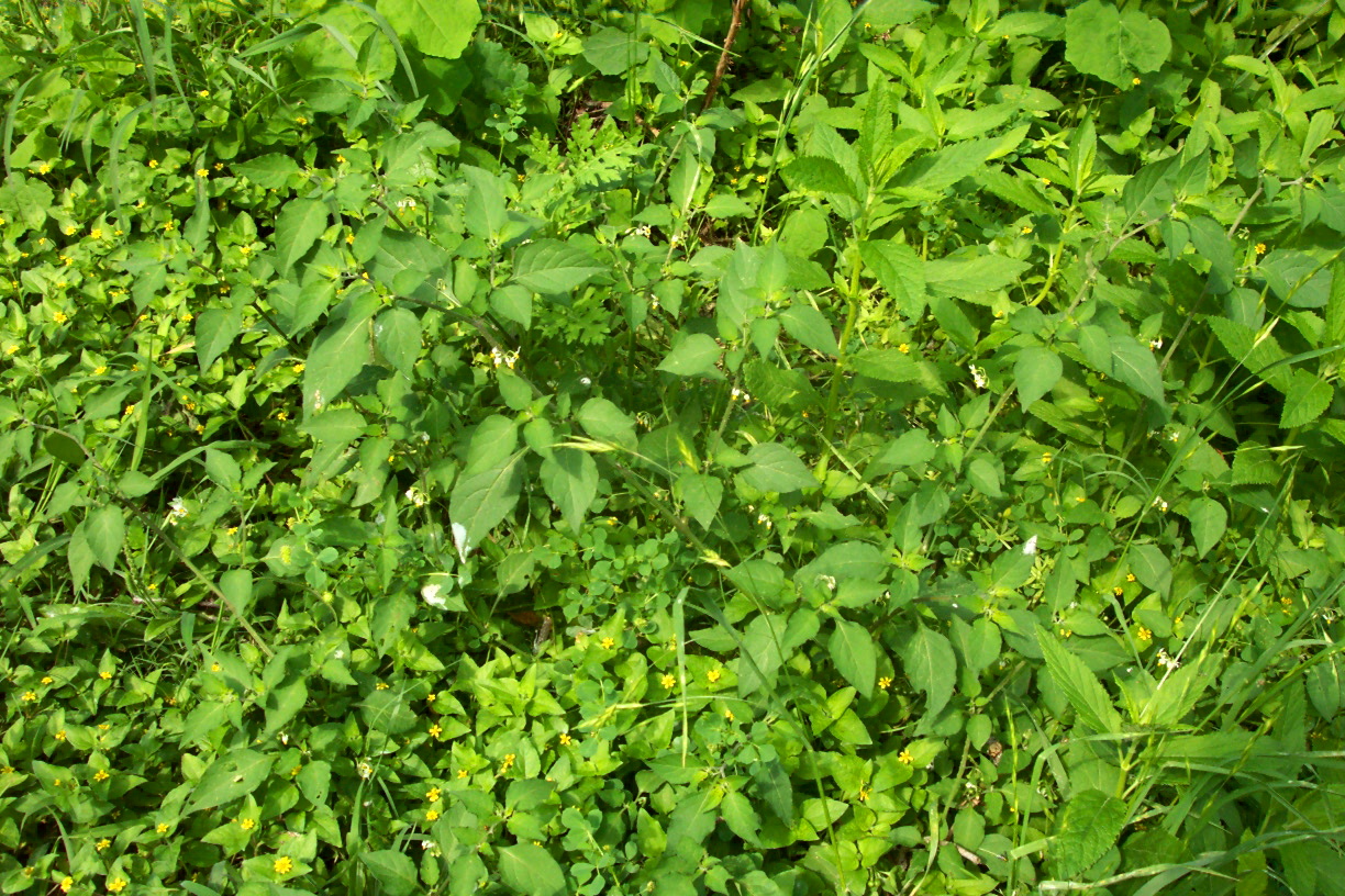 Texas Nightshade, Tomatillo; Hierba Mora – stxflora