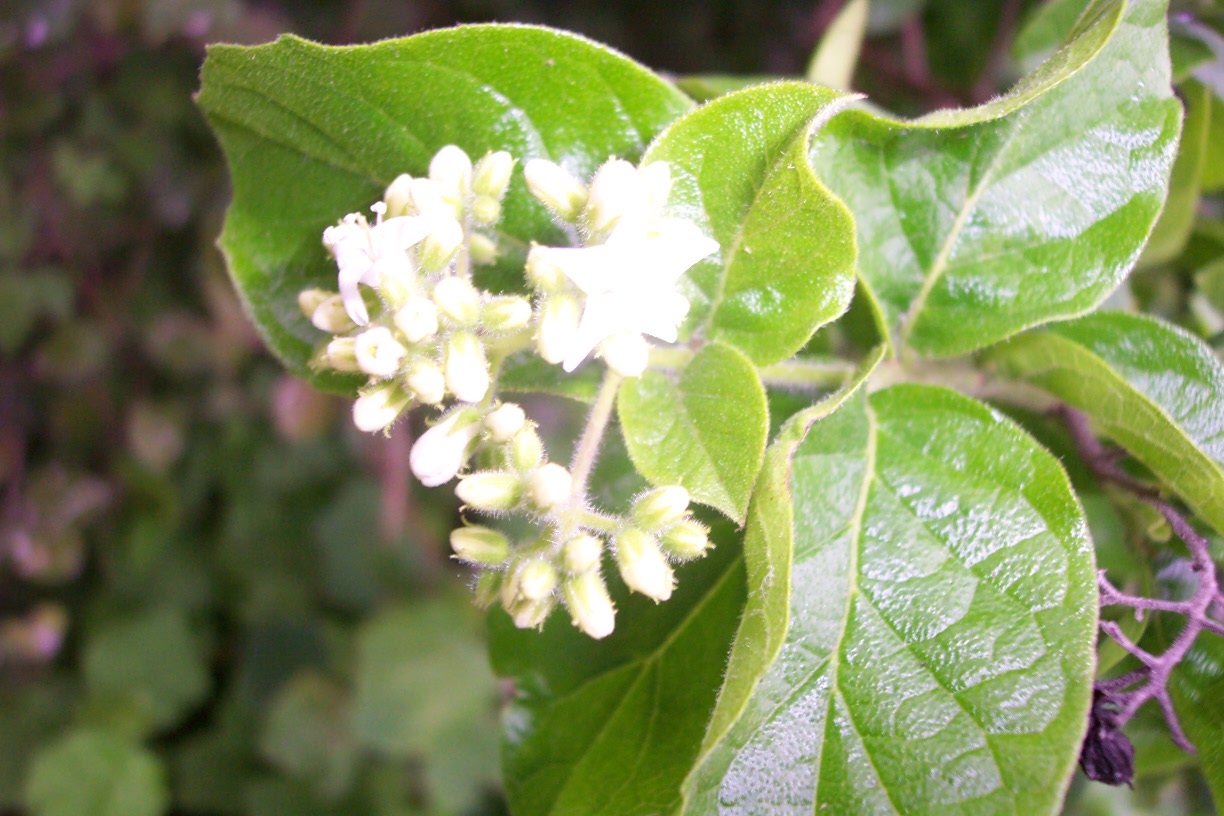 Anacua, Sandpaper Tree, Knock-away, Manzanita – stxflora