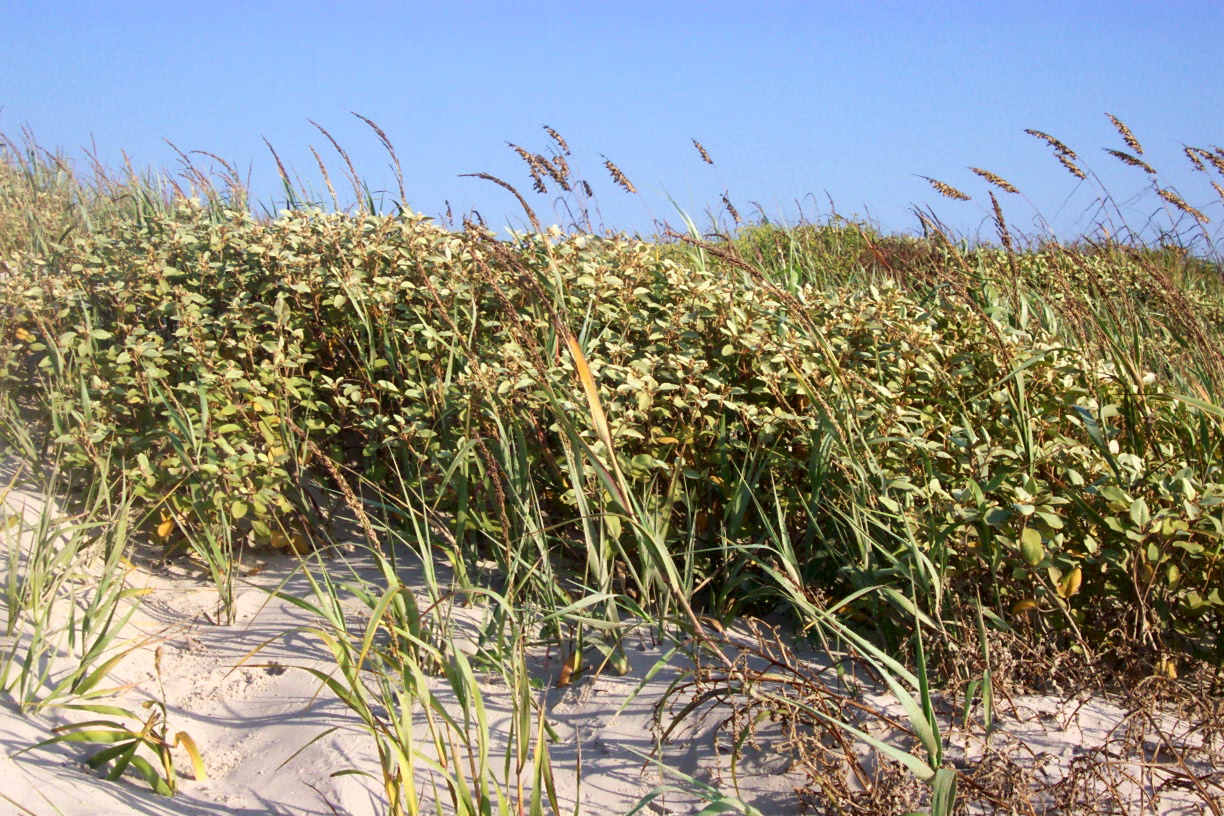 Beach Tea, Hierba del Jabali – stxflora