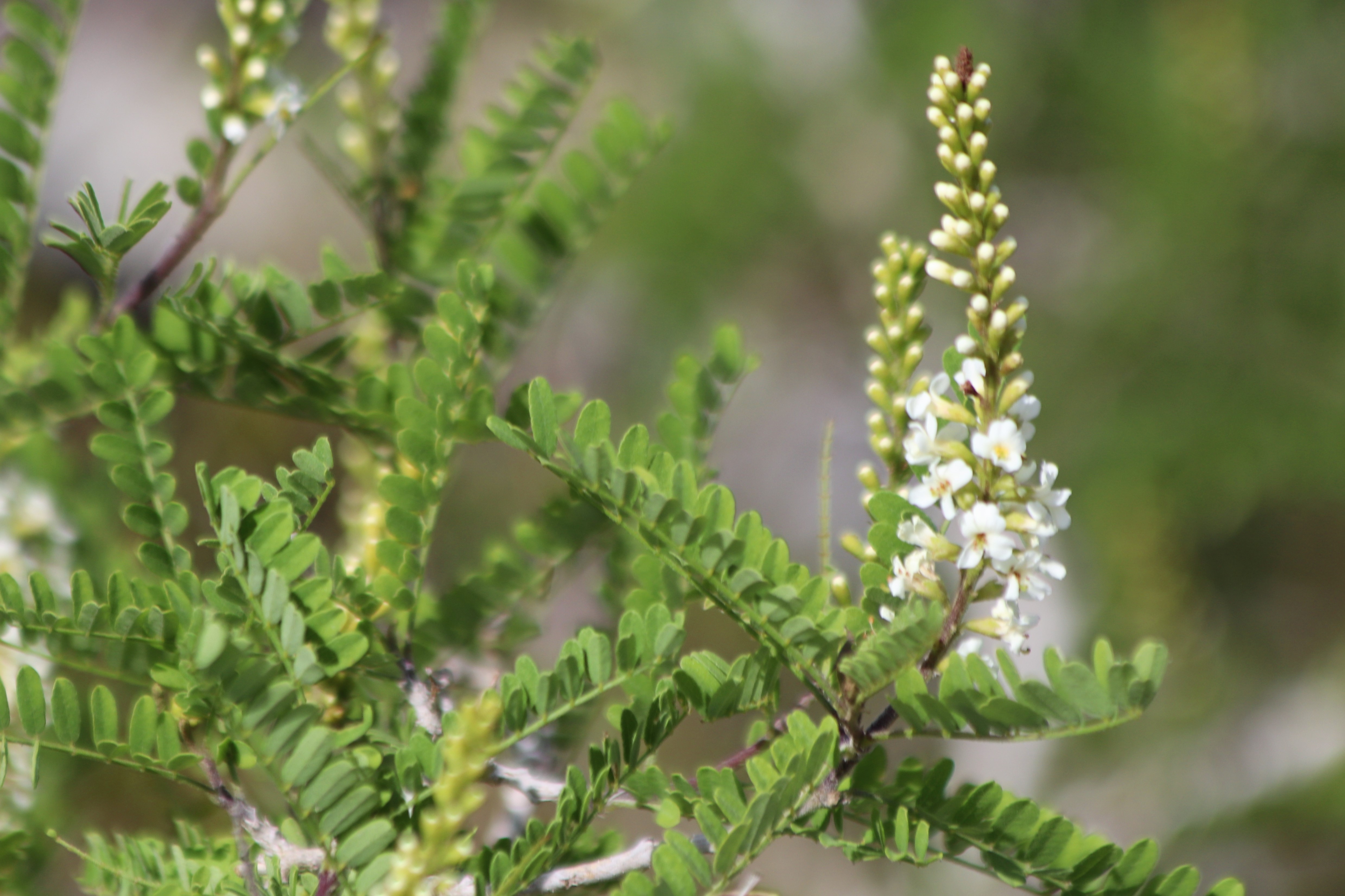 Kidneywood, Texas; Beebrush; Vara Dulce – stxflora