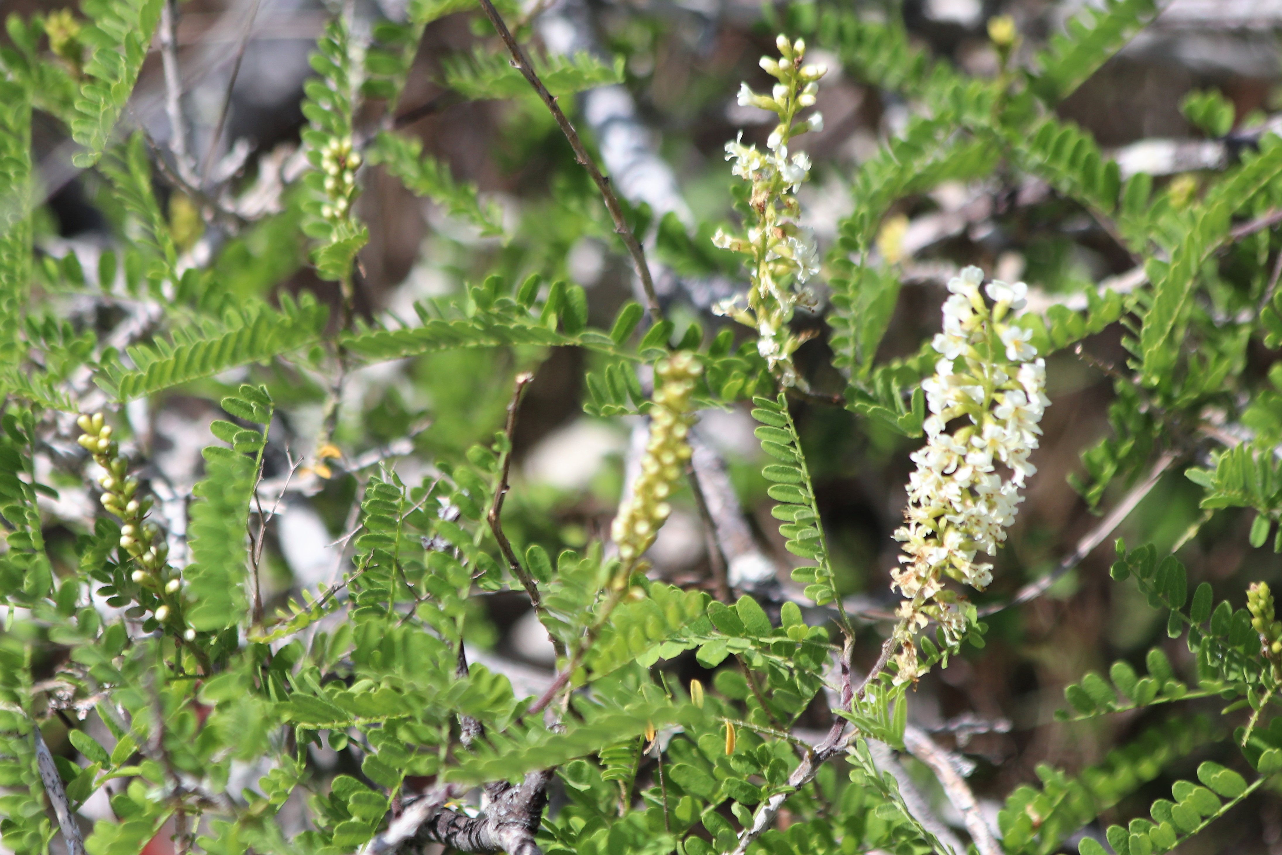 Kidneywood, Texas; Beebrush; Vara Dulce – stxflora