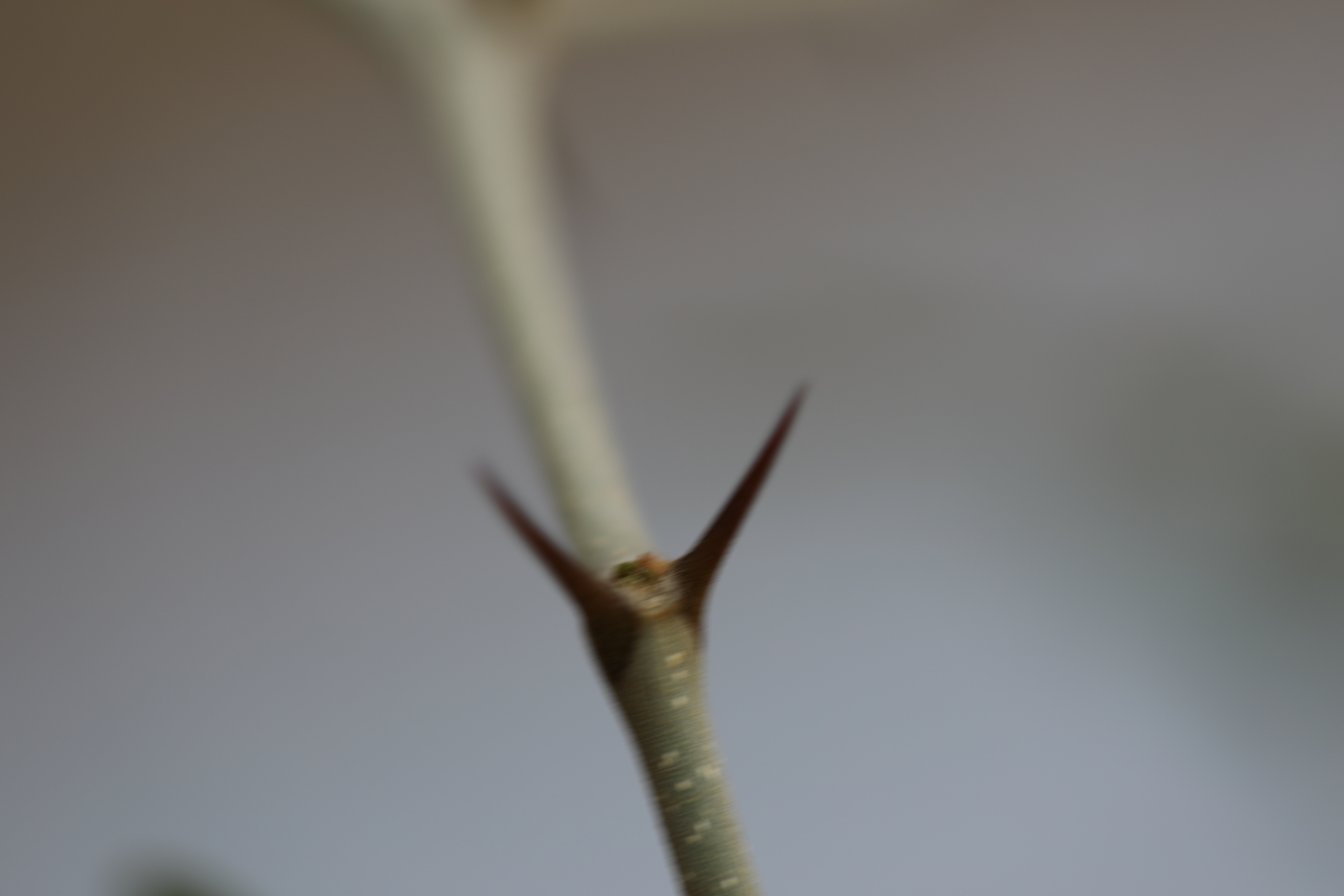 Blackbrush Acacia – stxflora