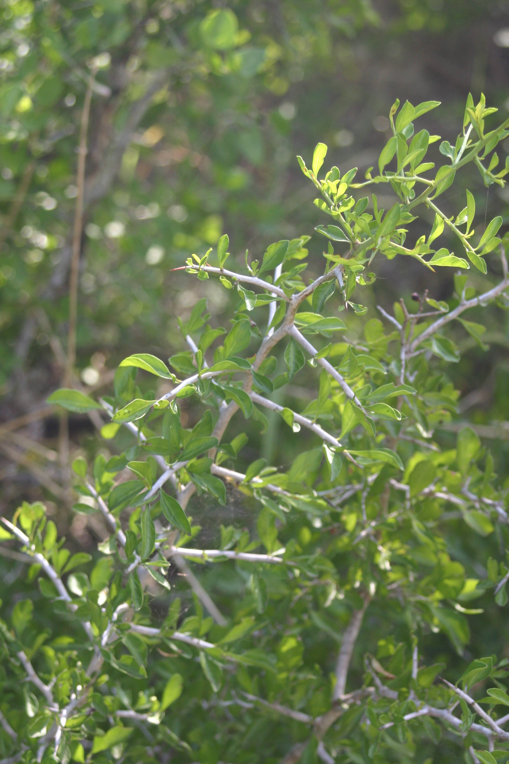 Brasil, Bluewood Condalia, Capul Negro – stxflora