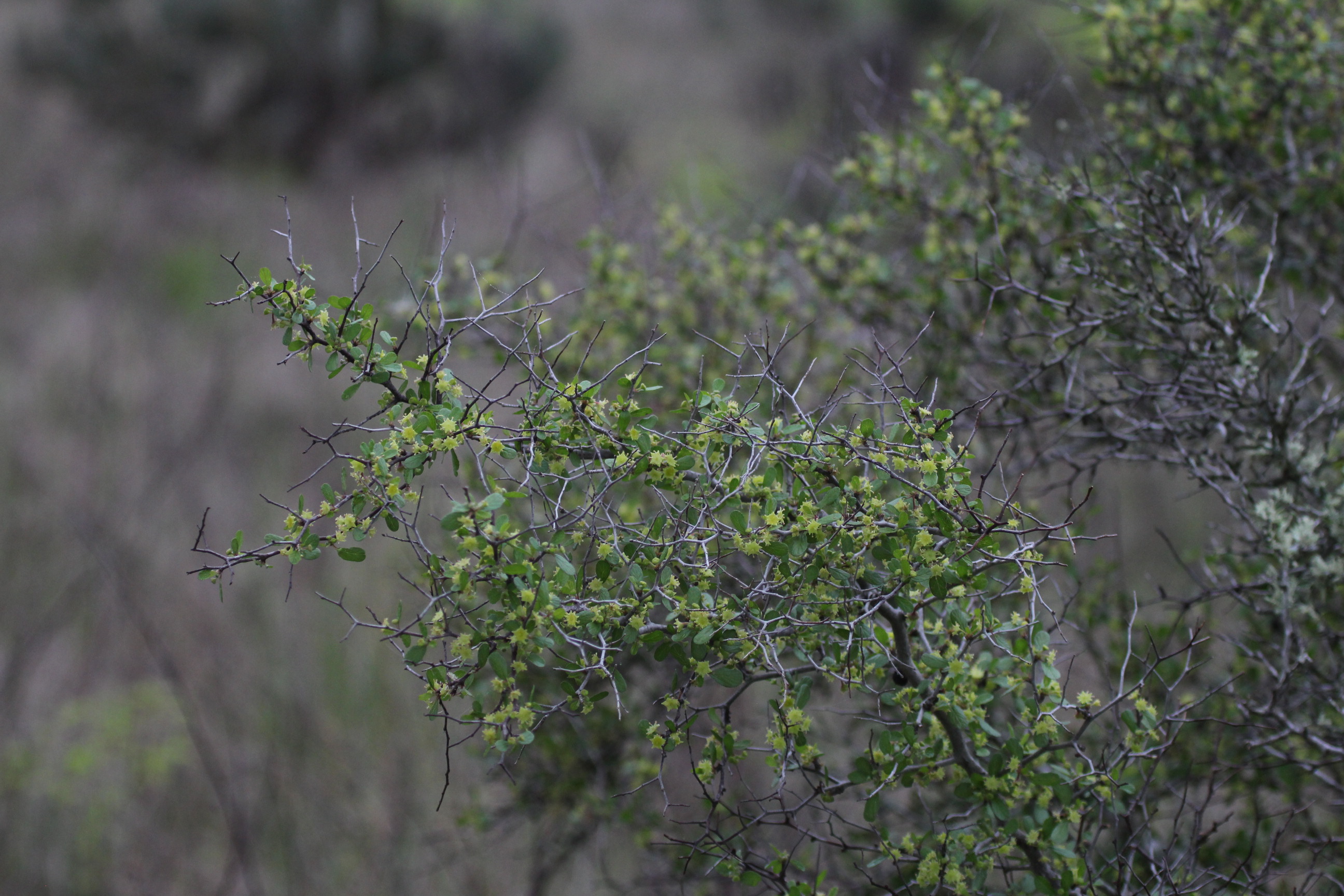 Brasil, Bluewood Condalia, Capul Negro – stxflora