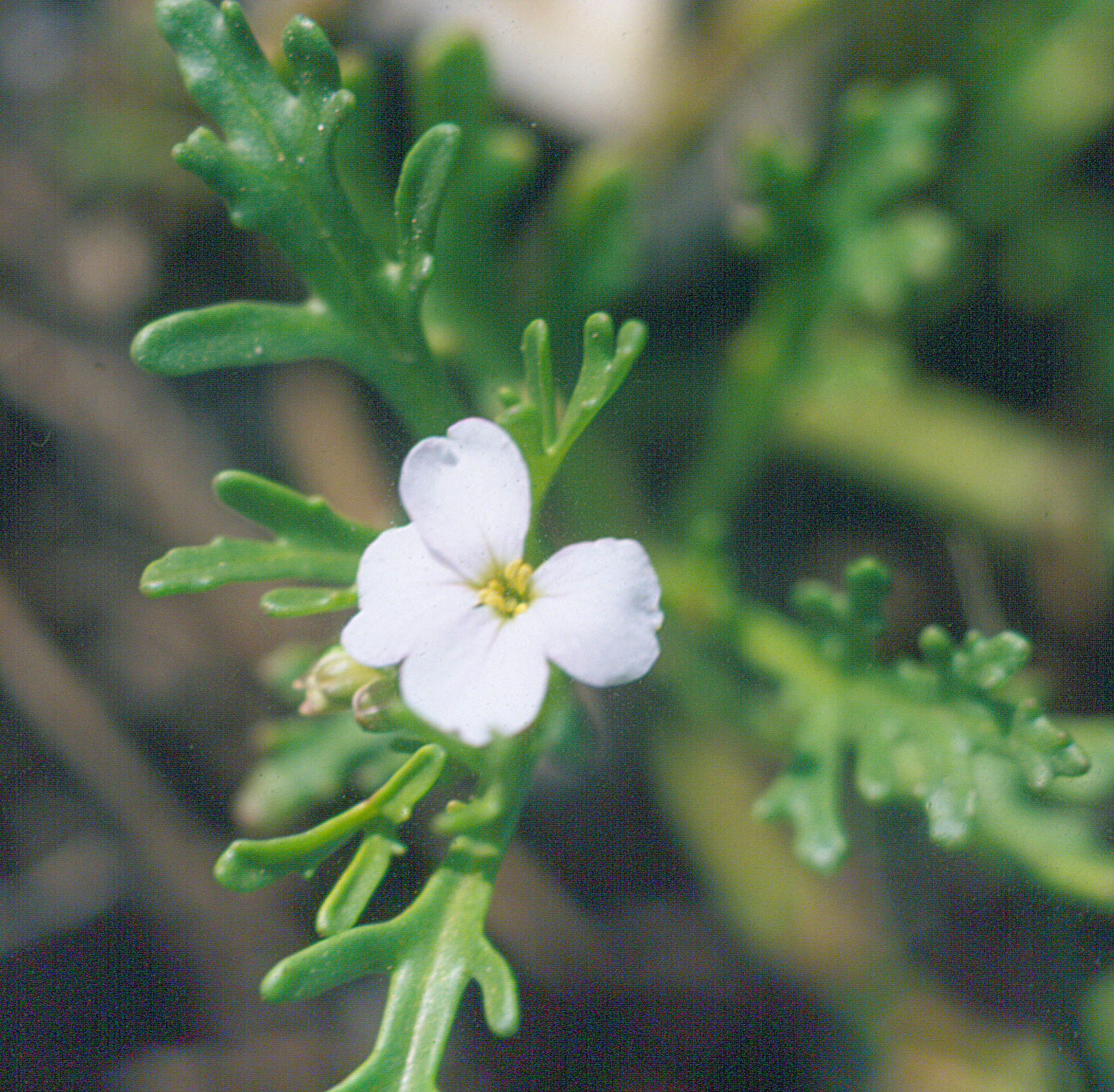 Sea Rocket, Gulf Sea Rocket – stxflora