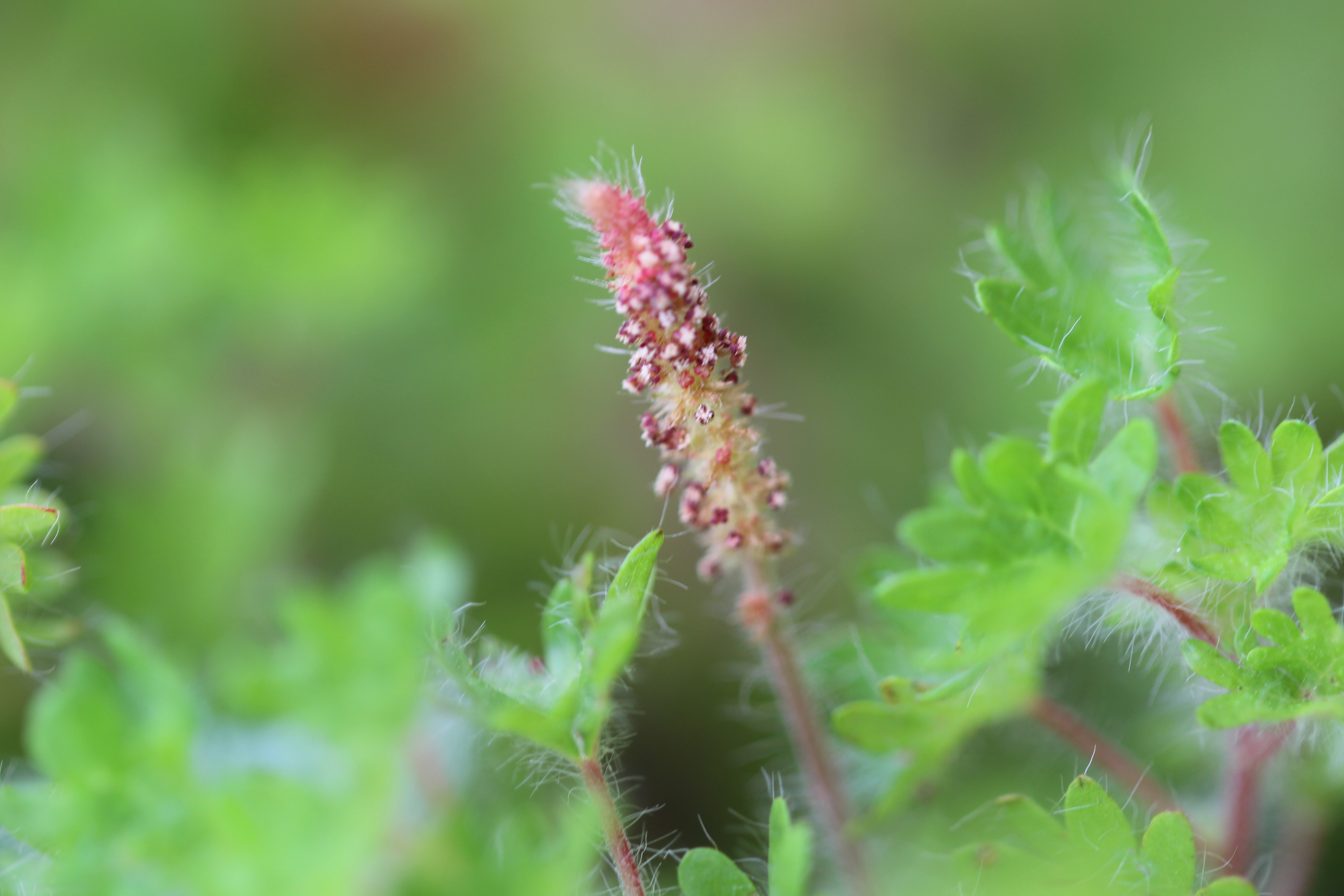 Cardinal Feather – stxflora