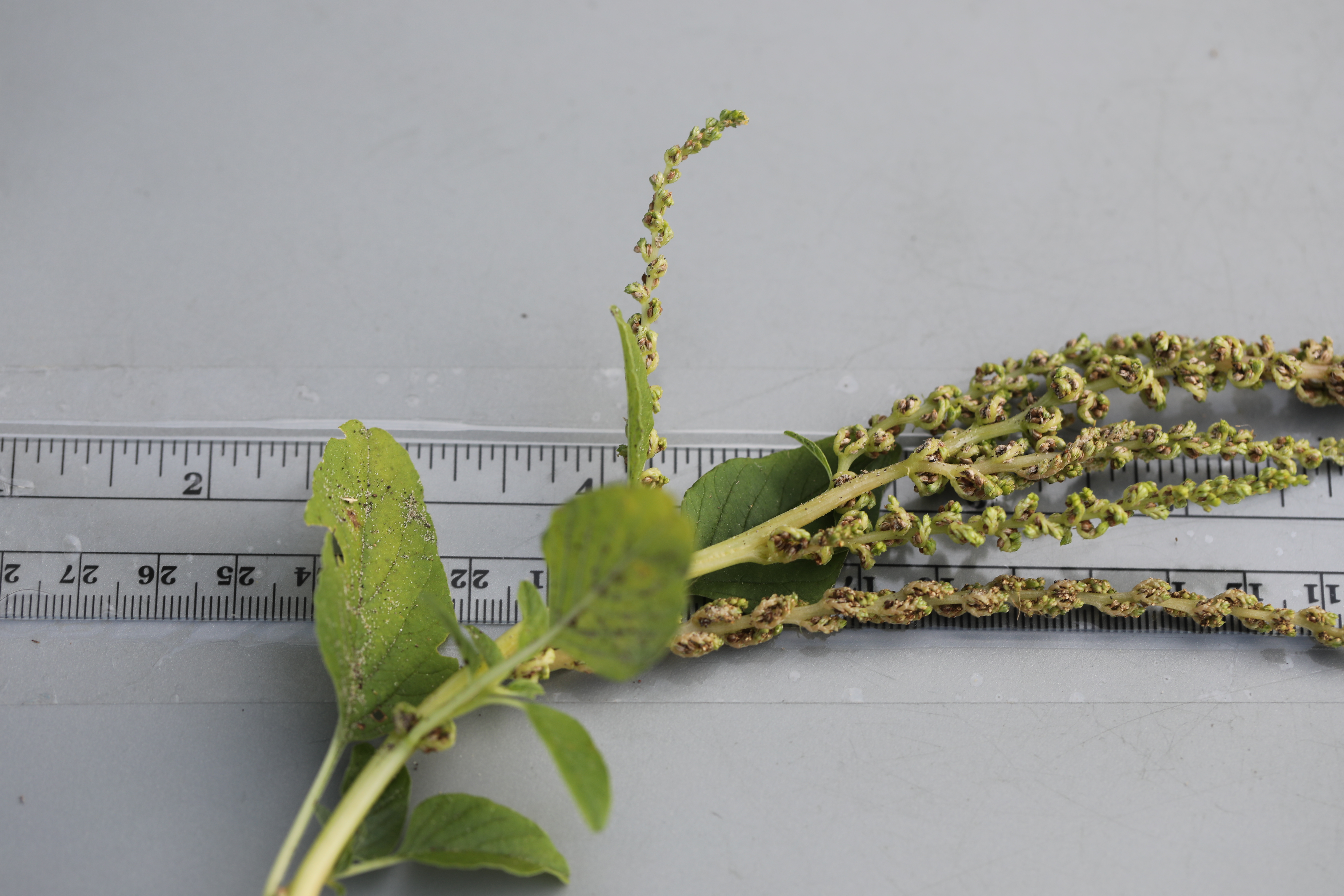 Pigweed, Carelessweed – stxflora