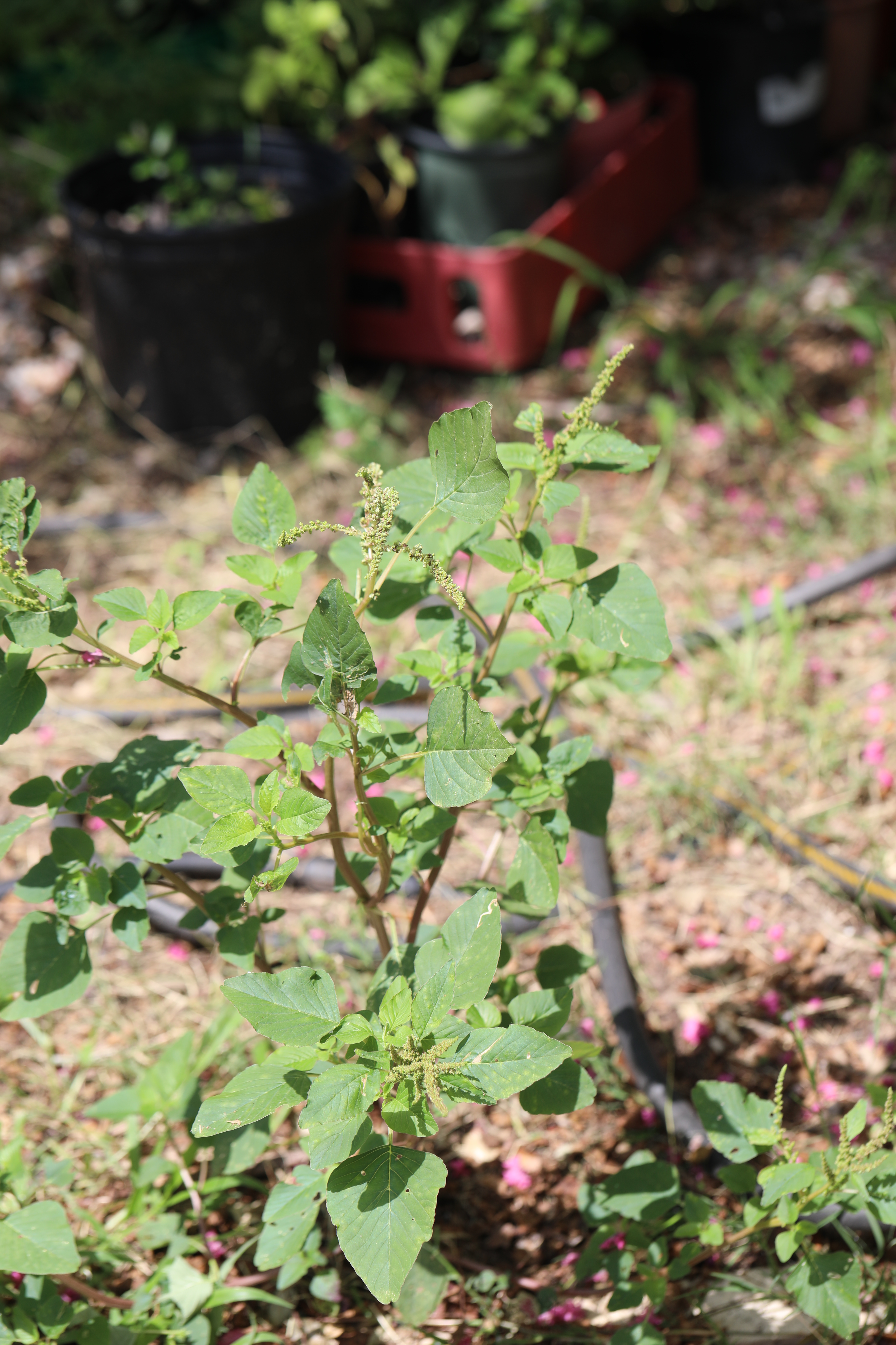 Pigweed, Carelessweed – stxflora