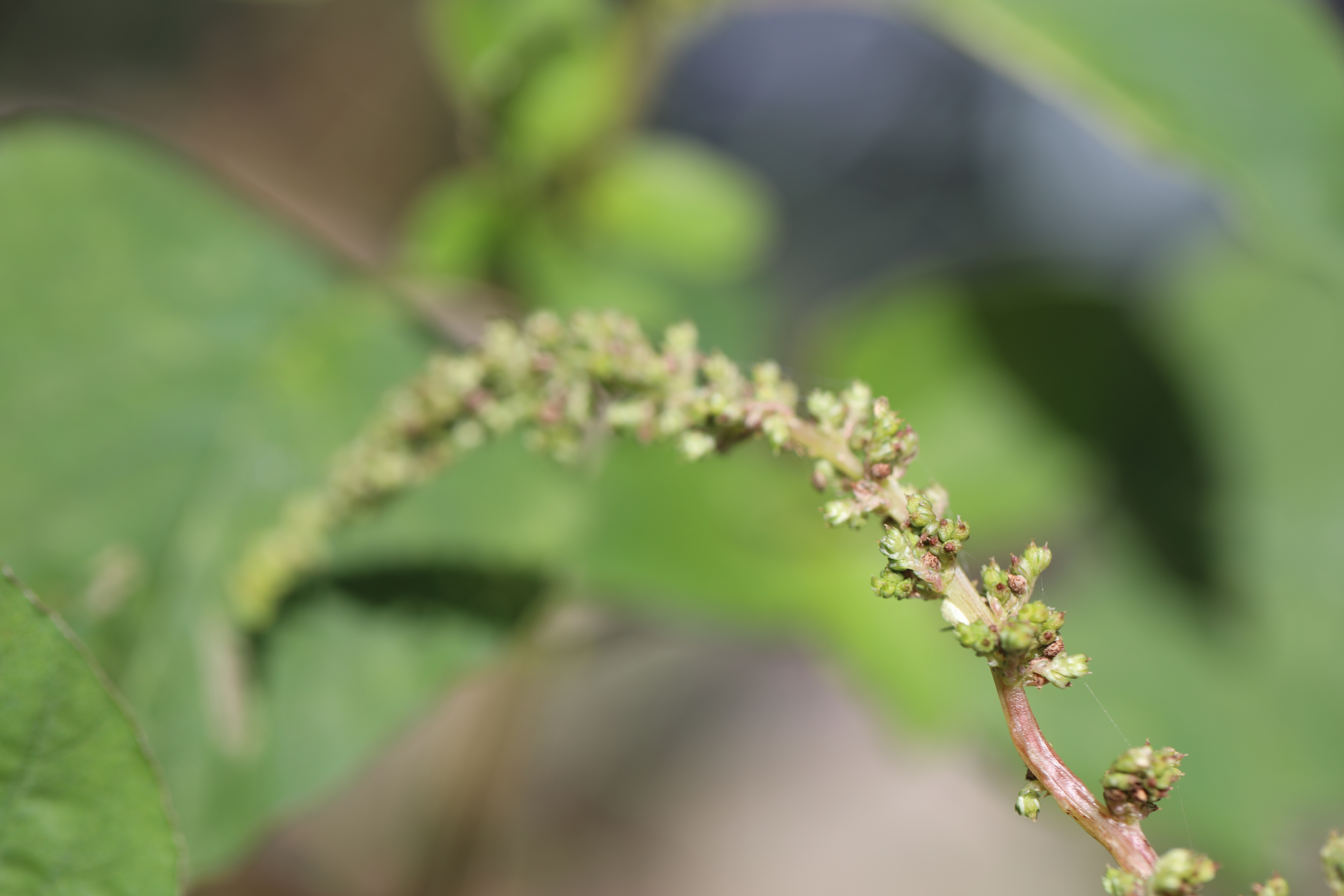 Pigweed, Carelessweed – stxflora