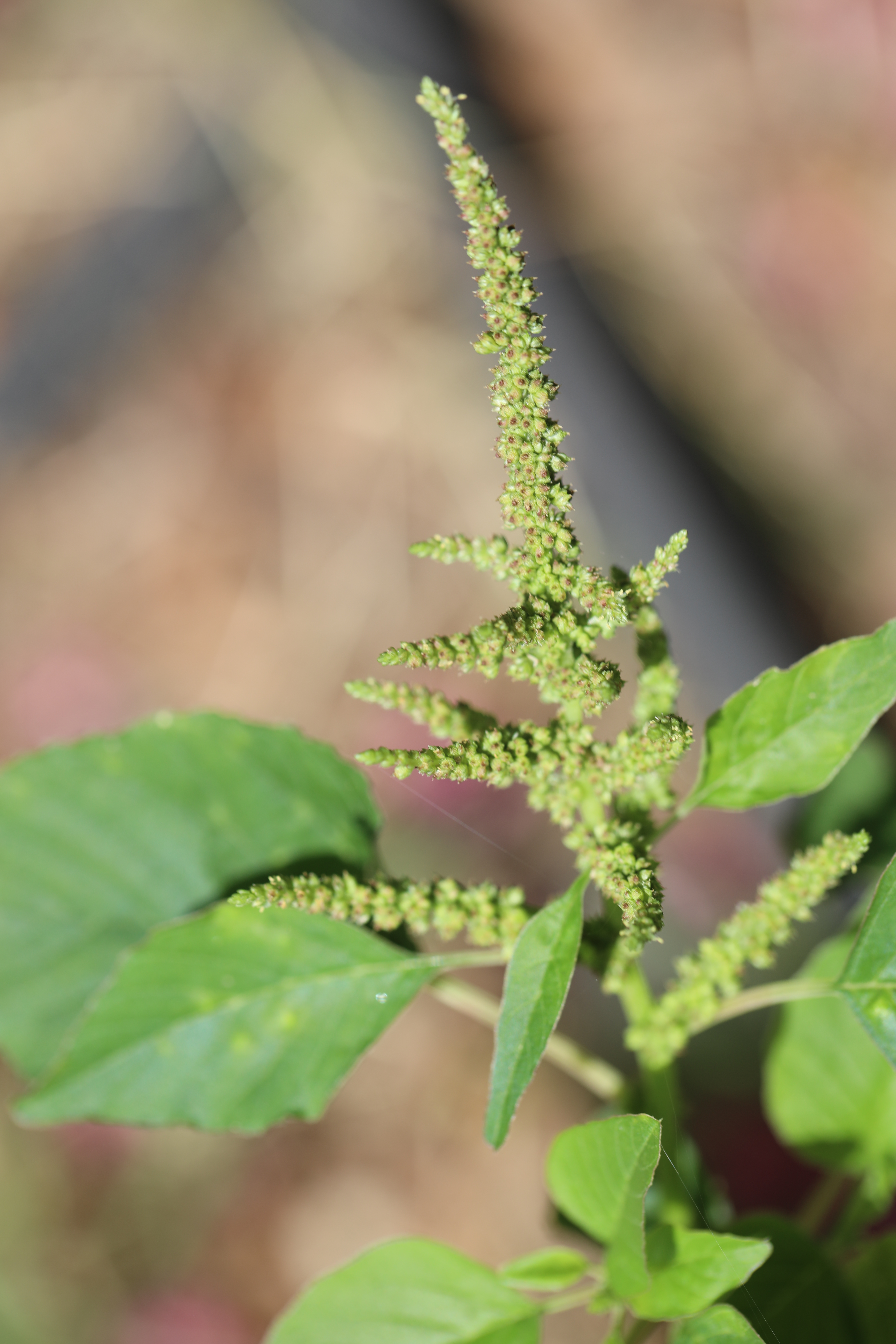 Pigweed, Carelessweed – stxflora