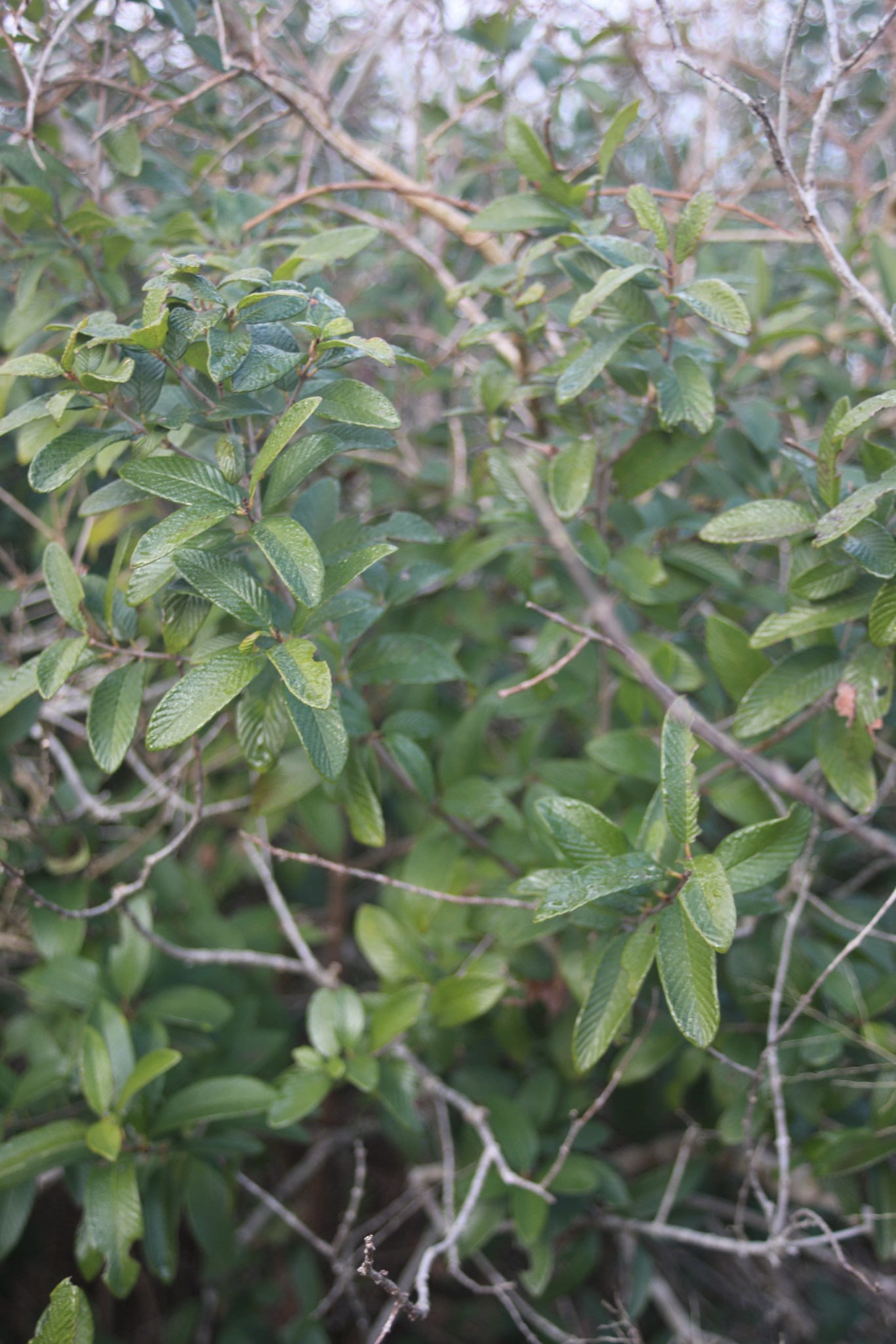 Coyotillo – stxflora