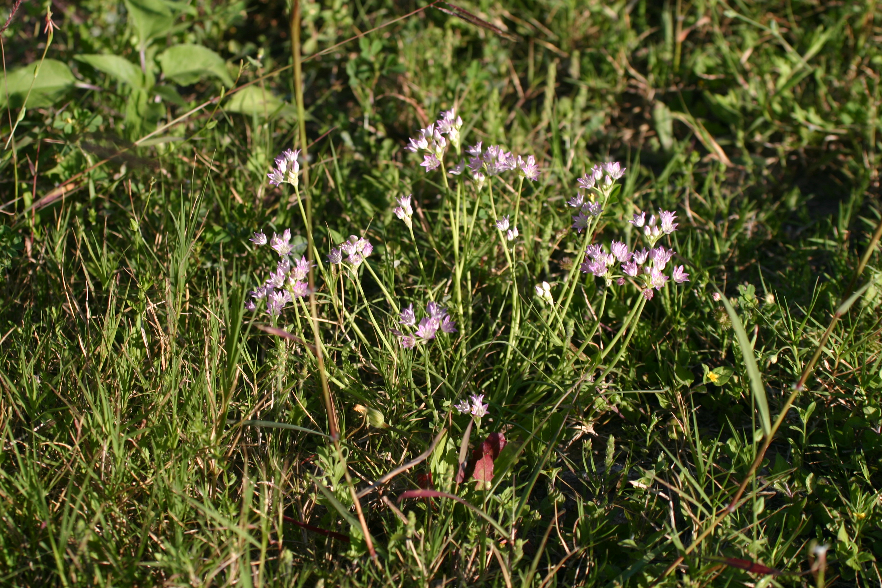 Crow Poison, False Garlic – stxflora