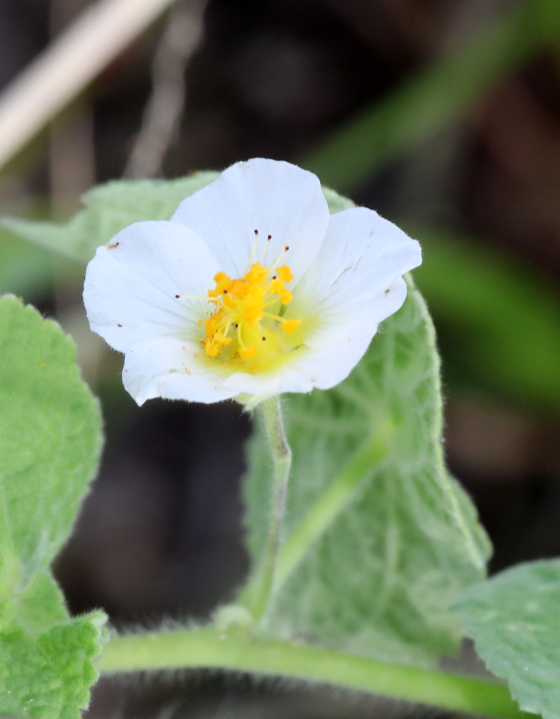 Bladder Mallow; Curly Butilon – stxflora