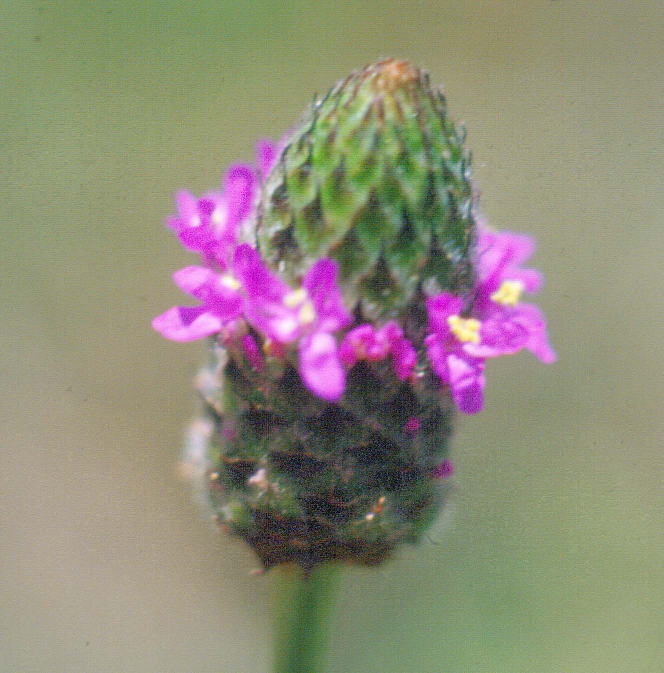 Prairie Clover – stxflora