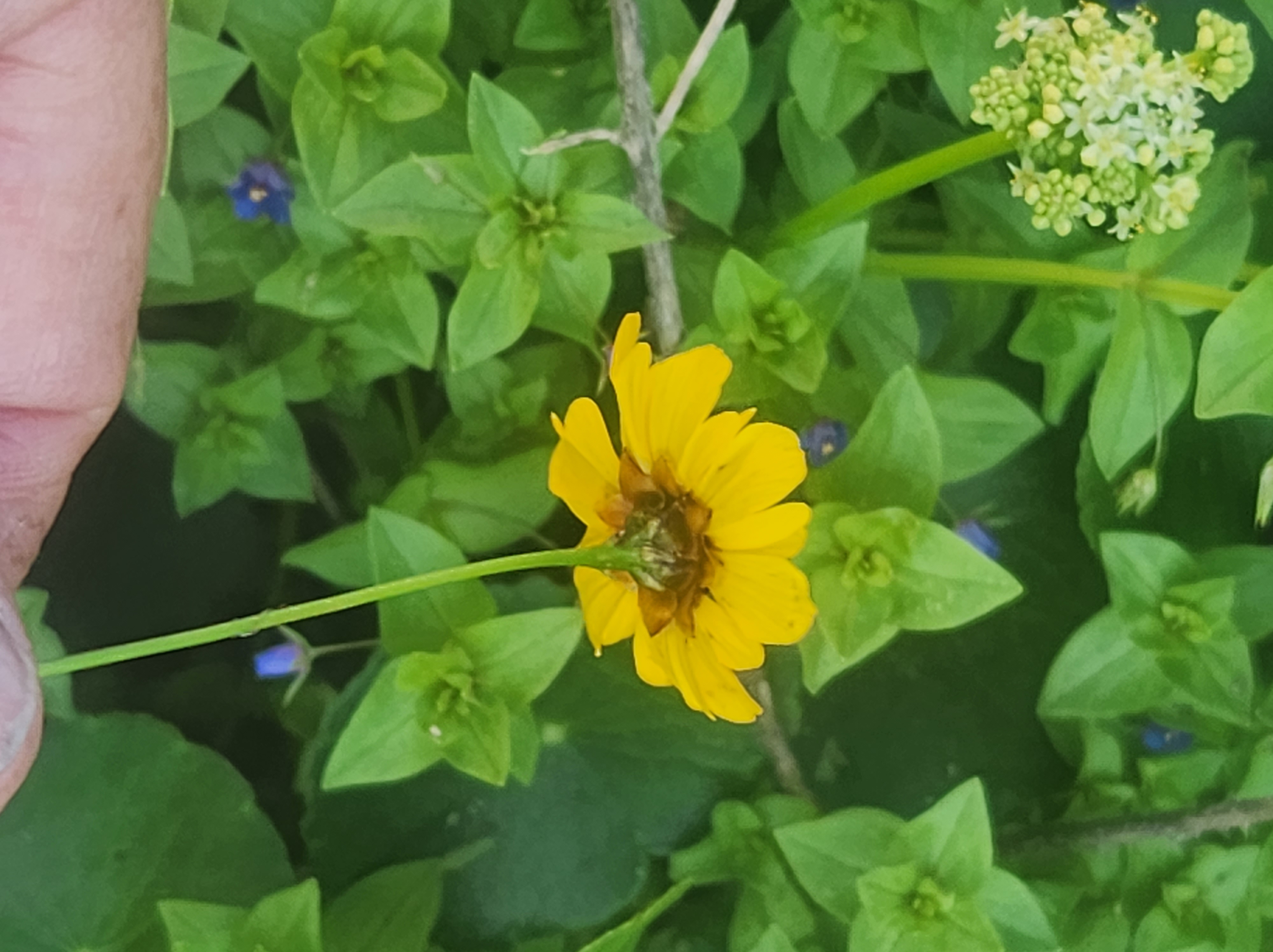 Golden Wave – stxflora