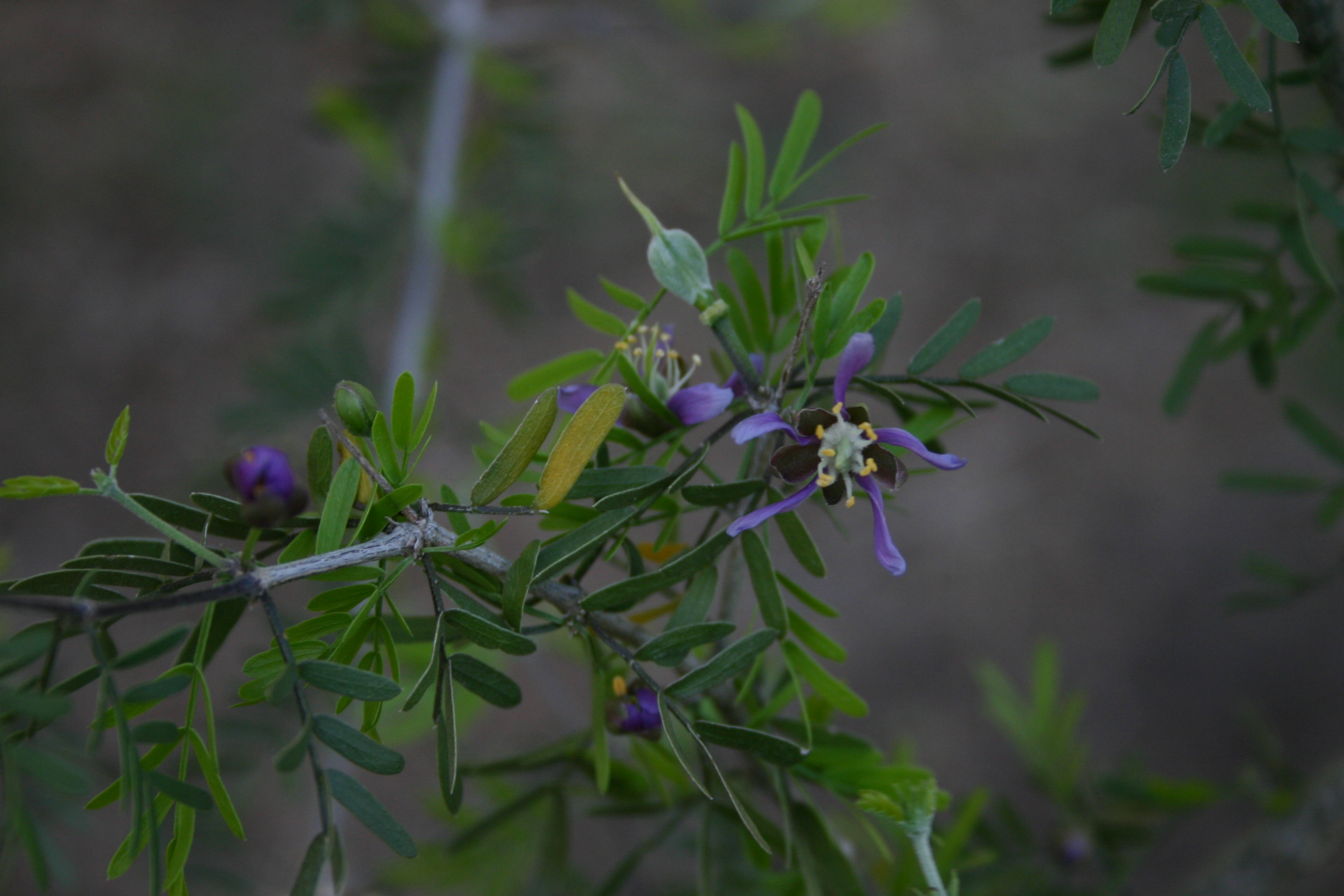 Guayacan, Soapbush, Ironwood – stxflora