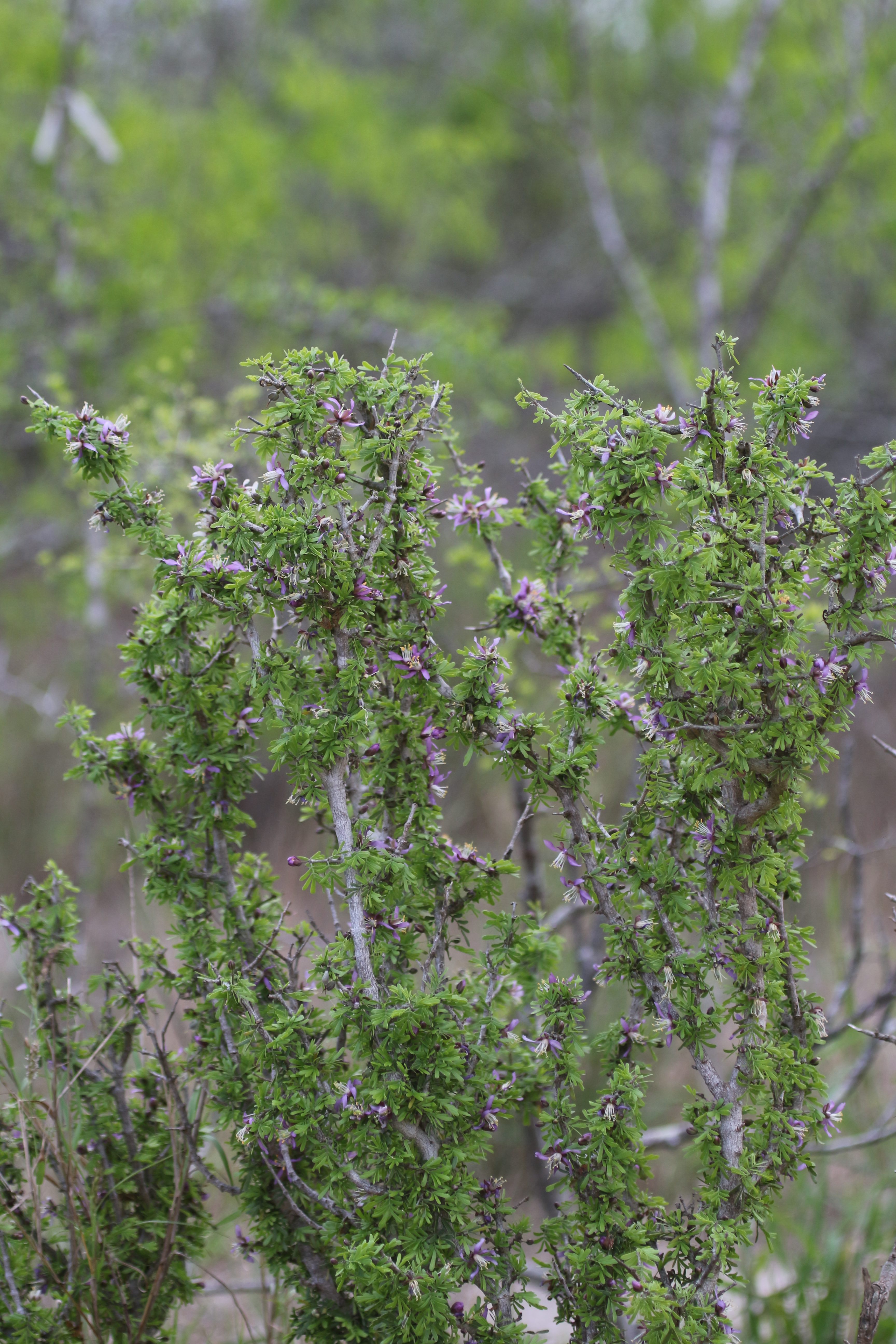 Guayacan, Soapbush, Ironwood – stxflora