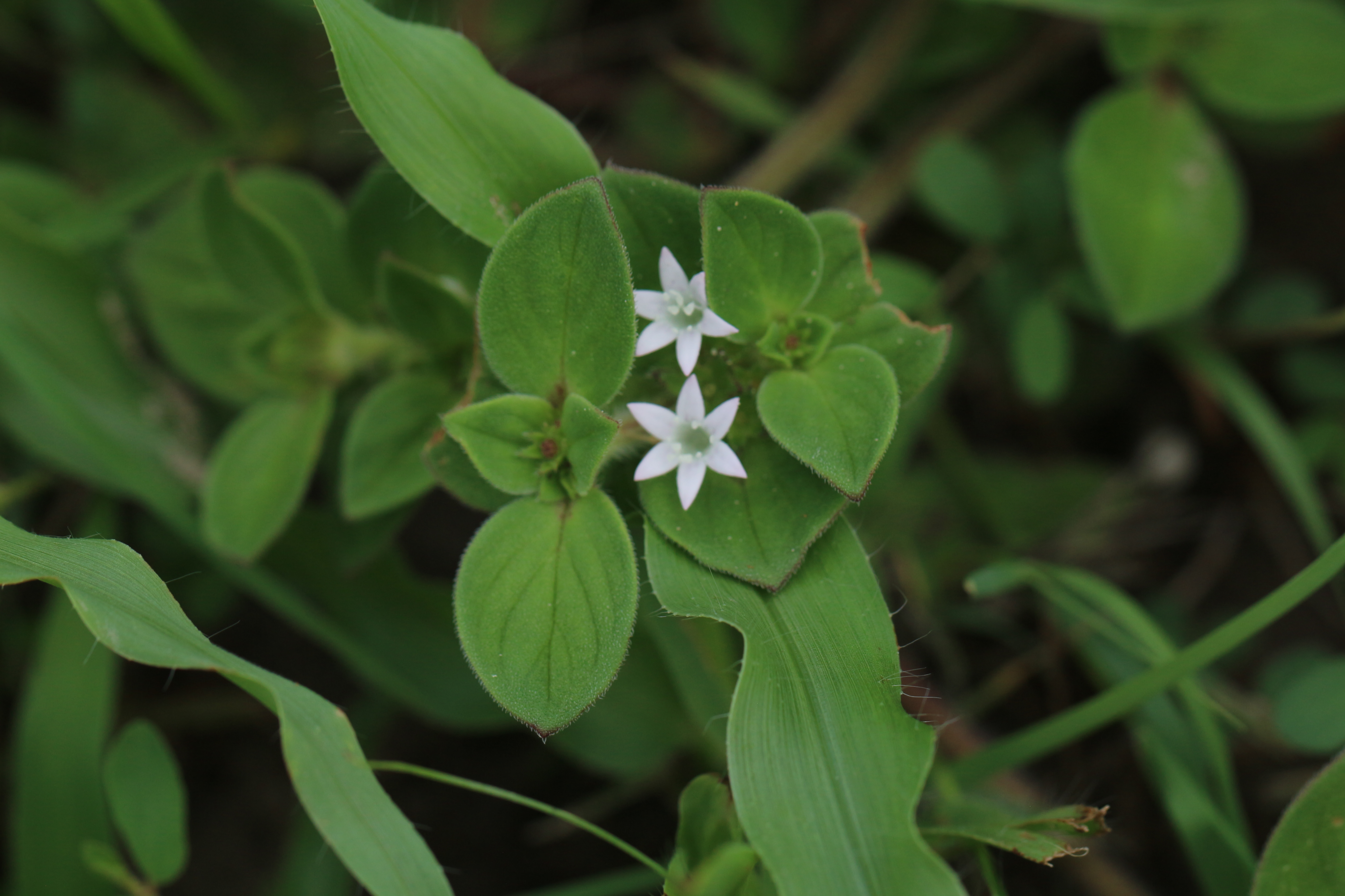 Mexican Clover, Tropical Mexican Clover – stxflora