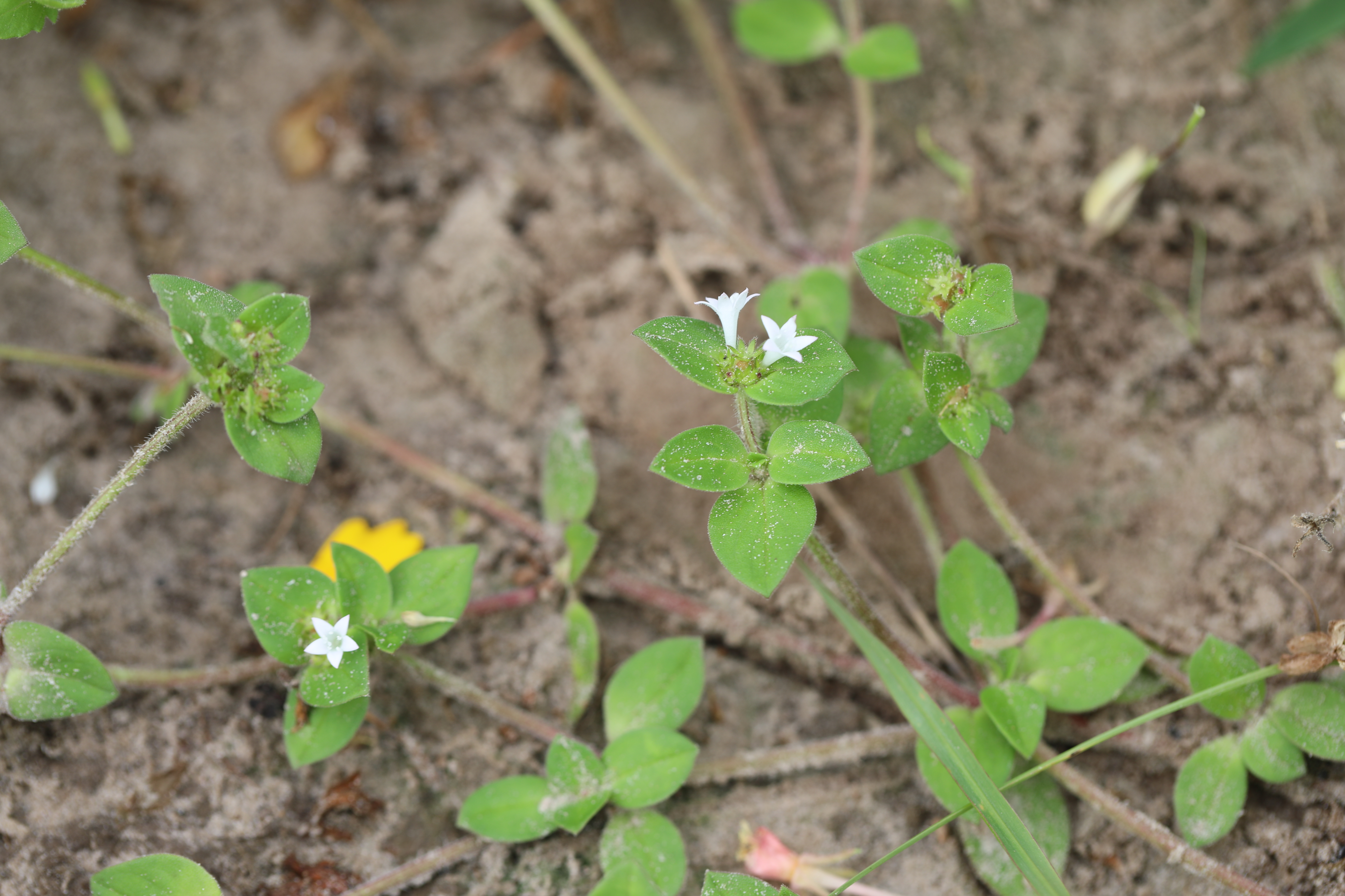 Mexican Clover, Tropical Mexican Clover – stxflora