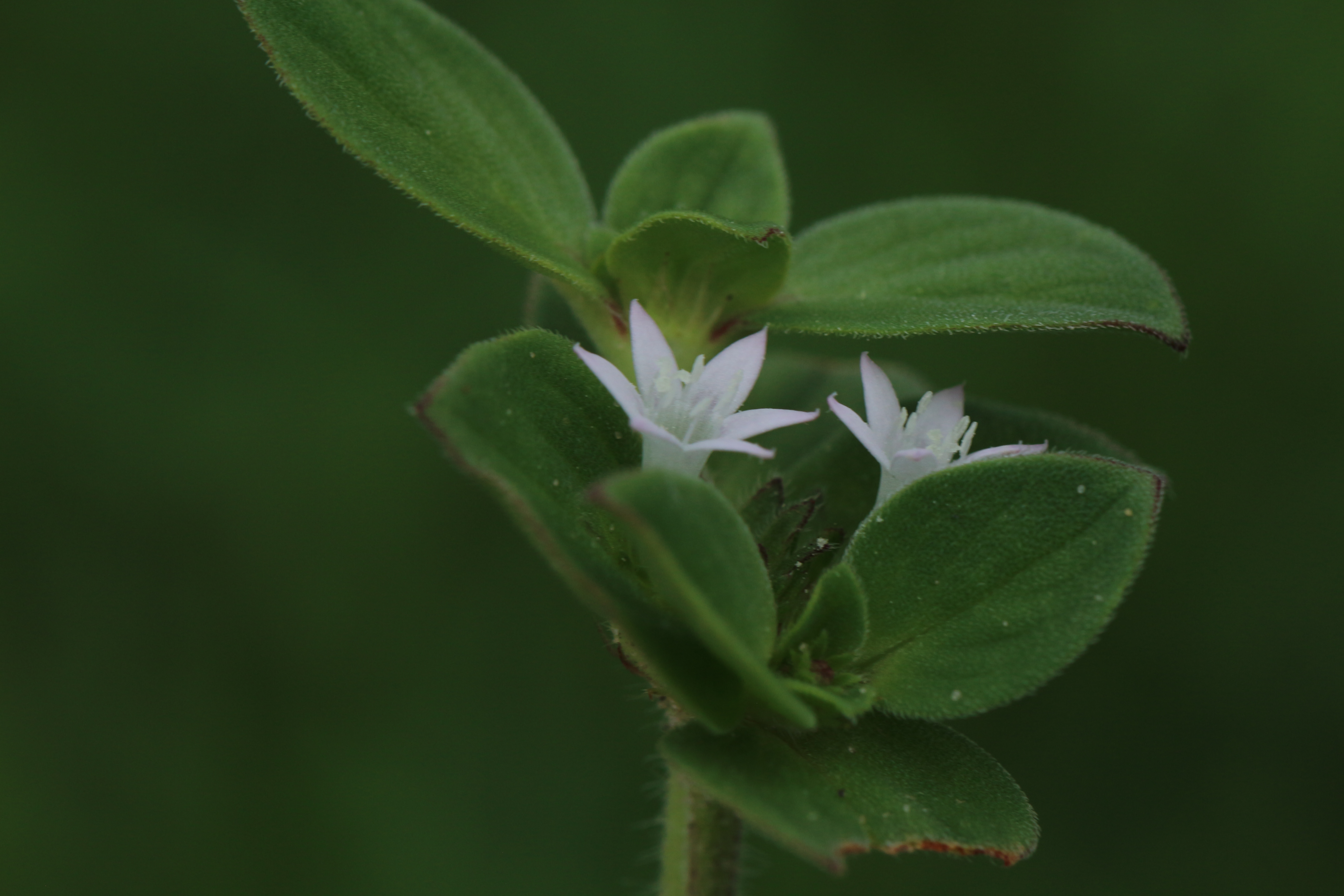 Mexican Clover, Tropical Mexican Clover – stxflora