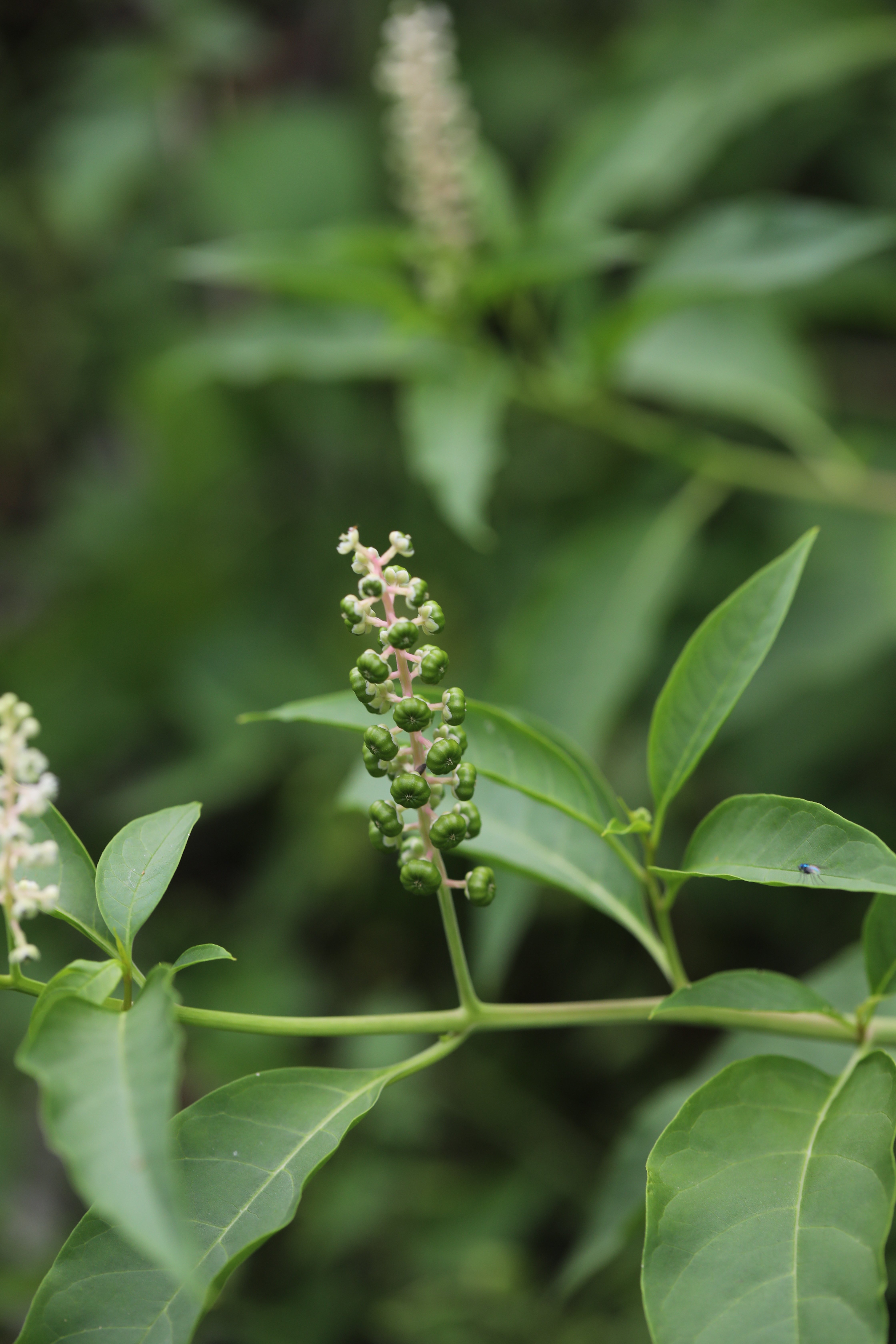 Pokeberry – stxflora