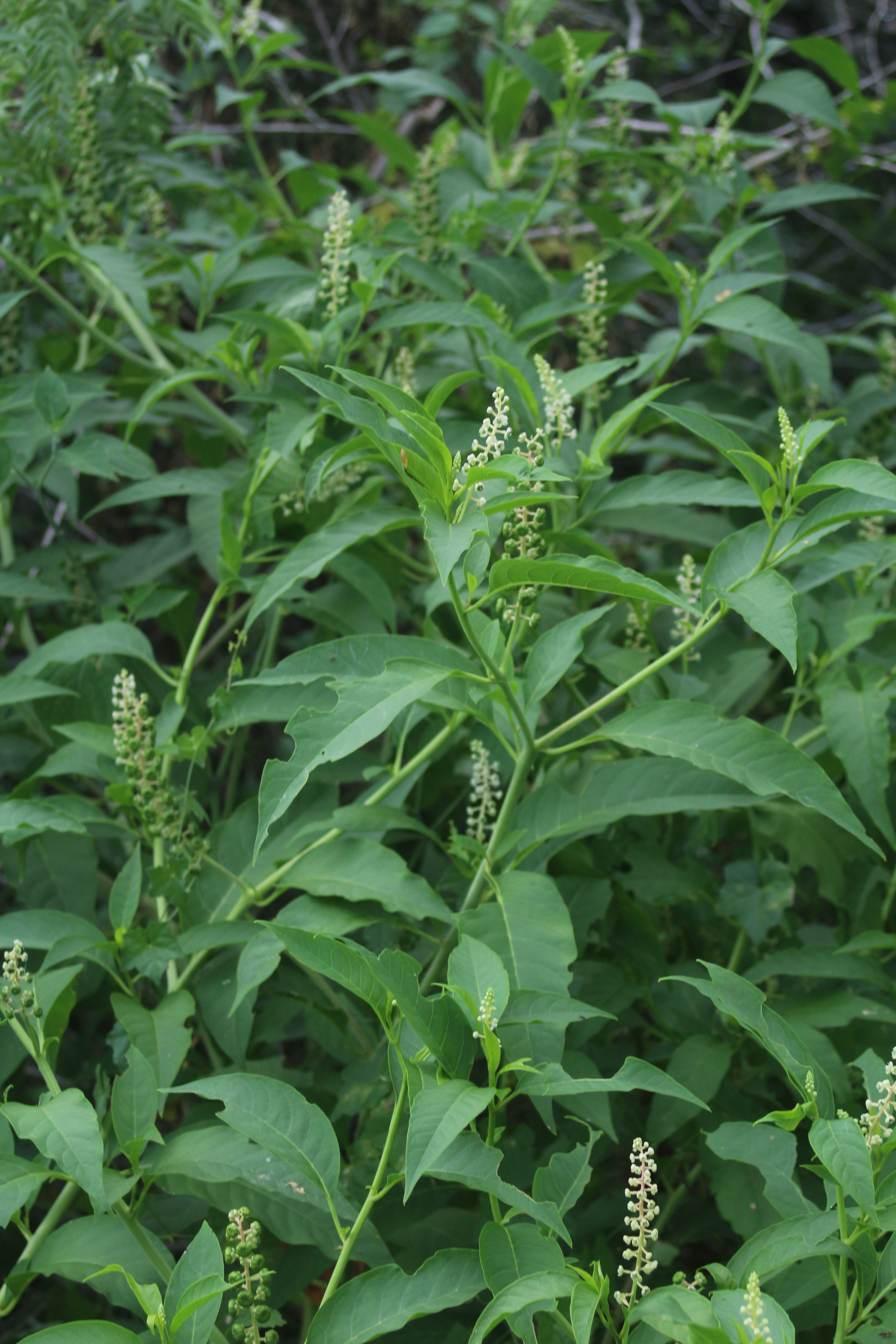 Pokeberry – stxflora