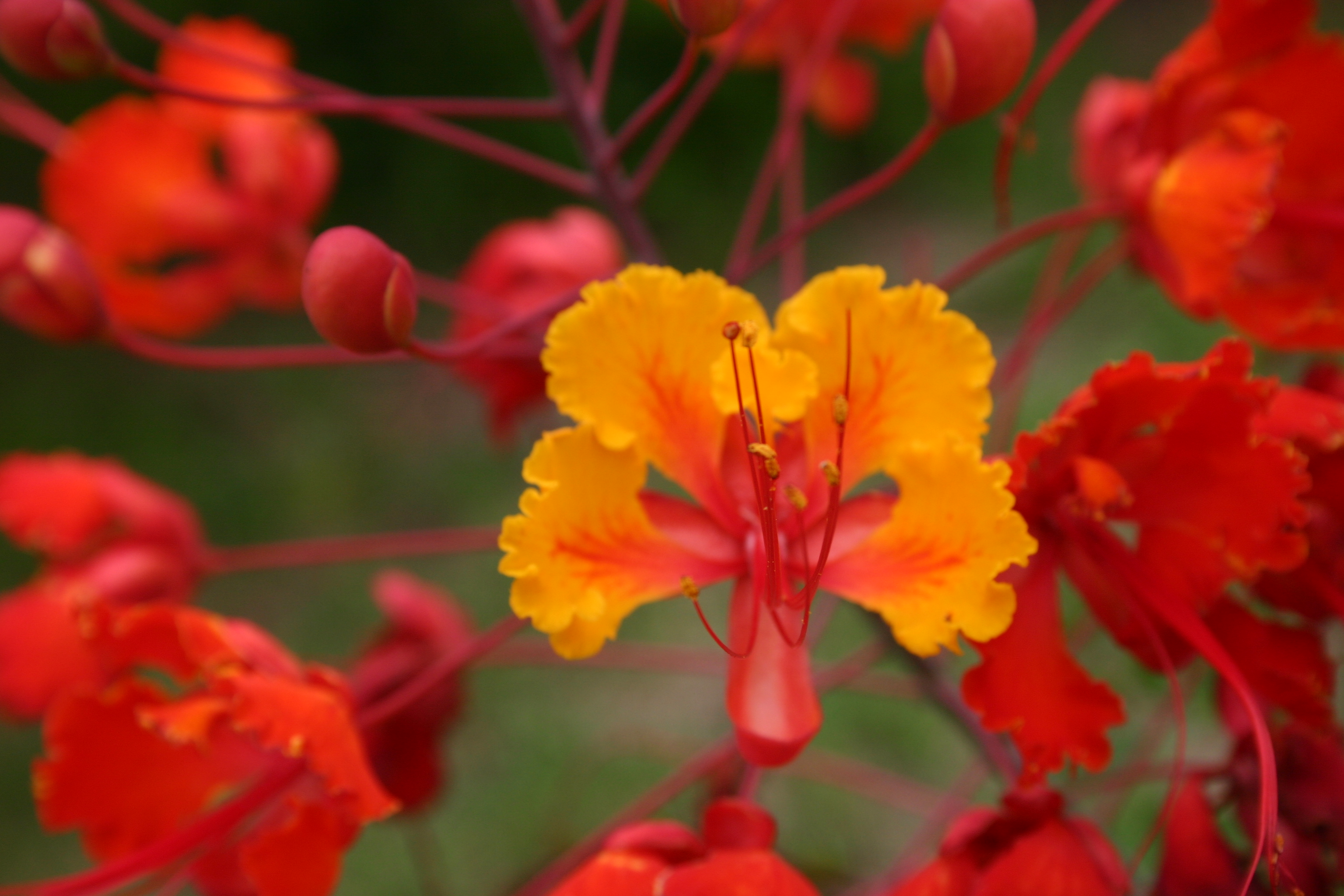 Pride of Barbados – stxflora