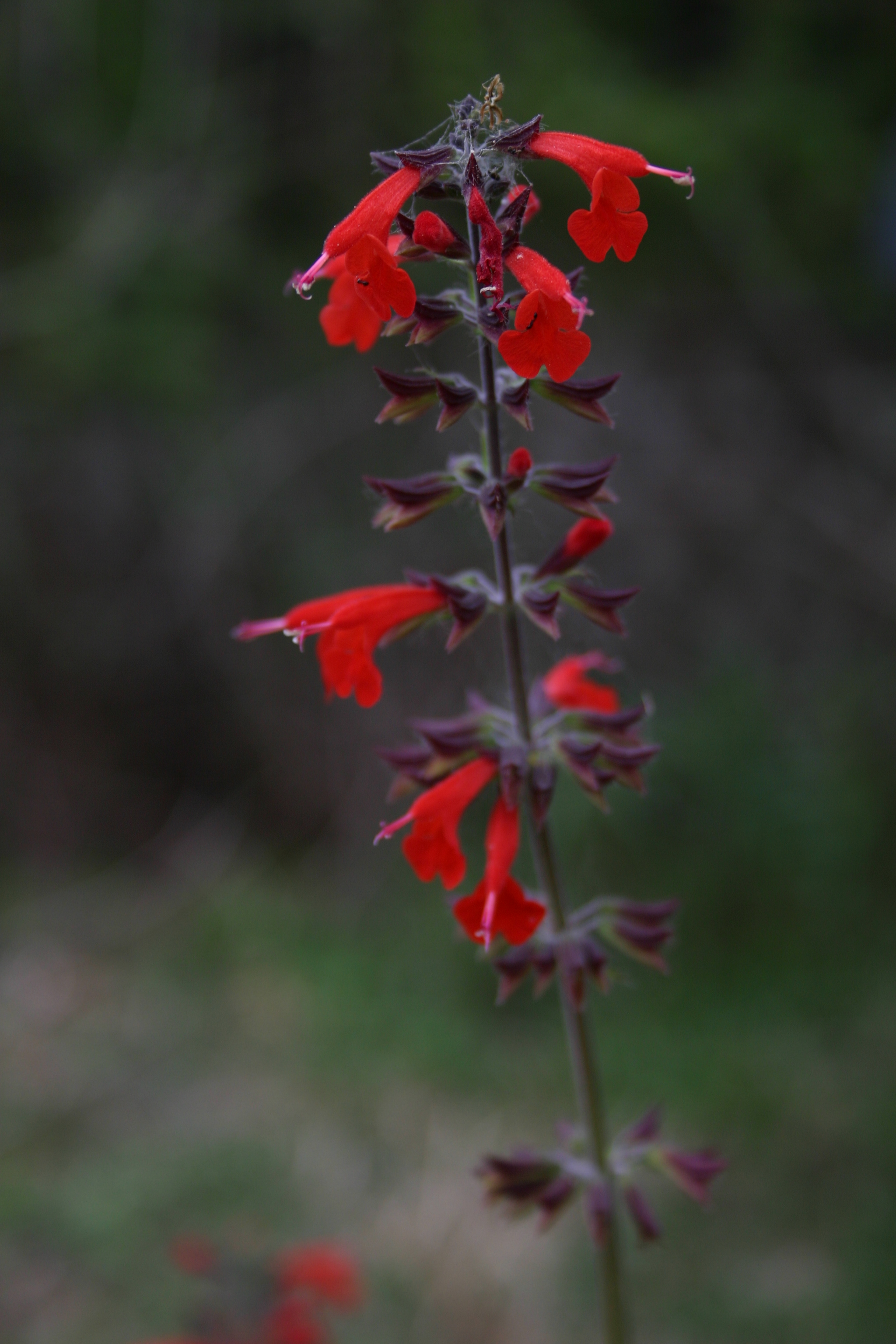 Red Salvia, Scarlet Sage, Red Sage, Mejorana – stxflora