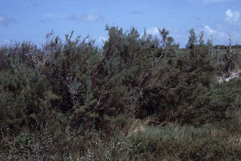 Salt Cedar – stxflora