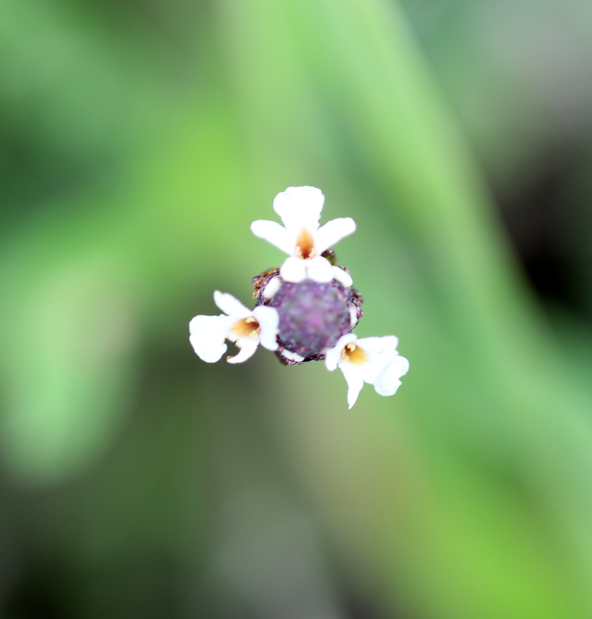 Sea Beach Pimpernel, Bractless Brookweed – stxflora