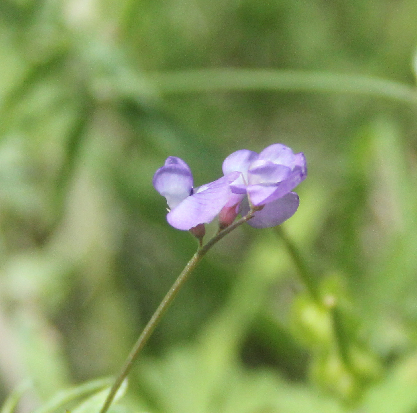 Deer Pea Vetch, Slim Vetch – stxflora