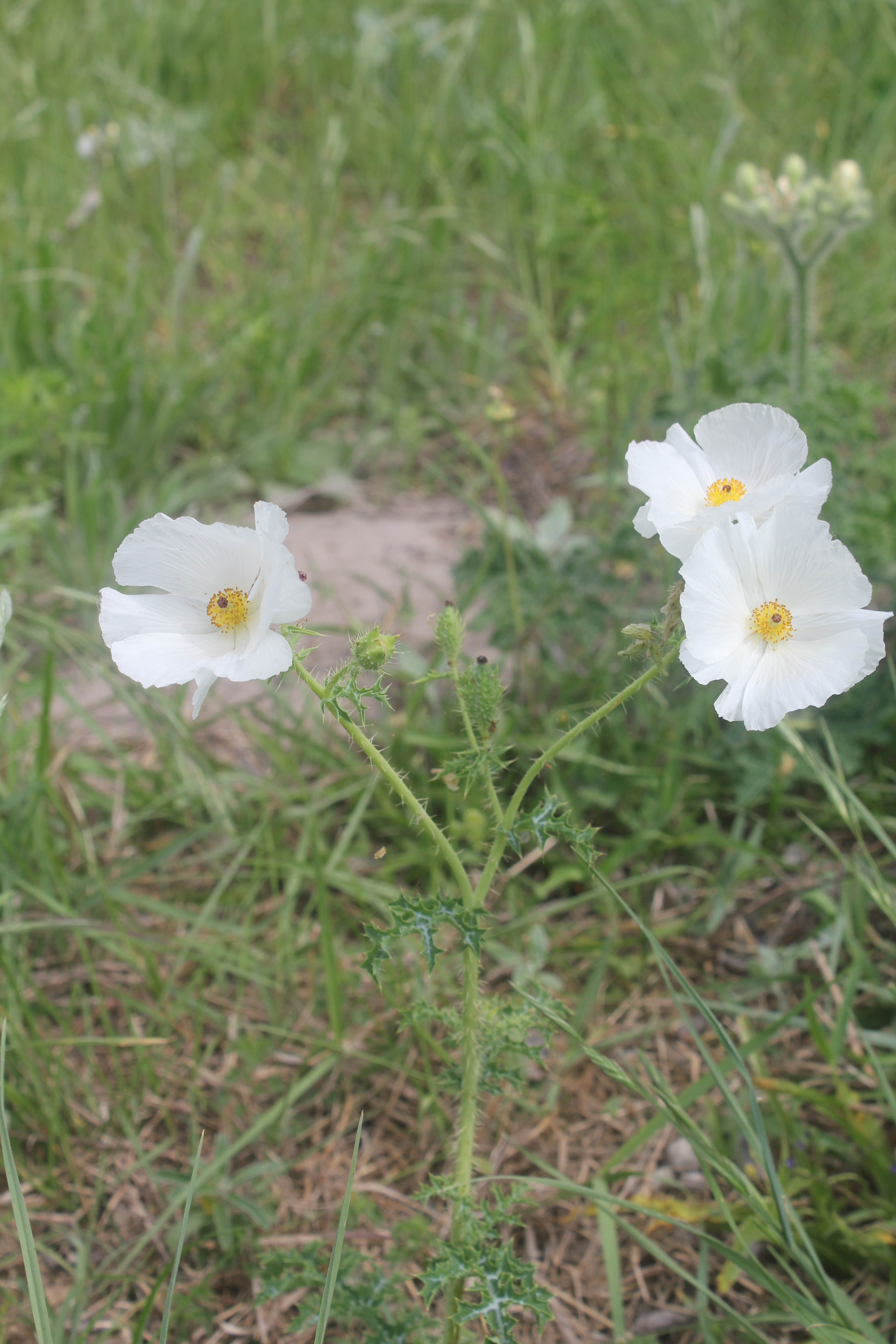 Prickly Poppy – stxflora