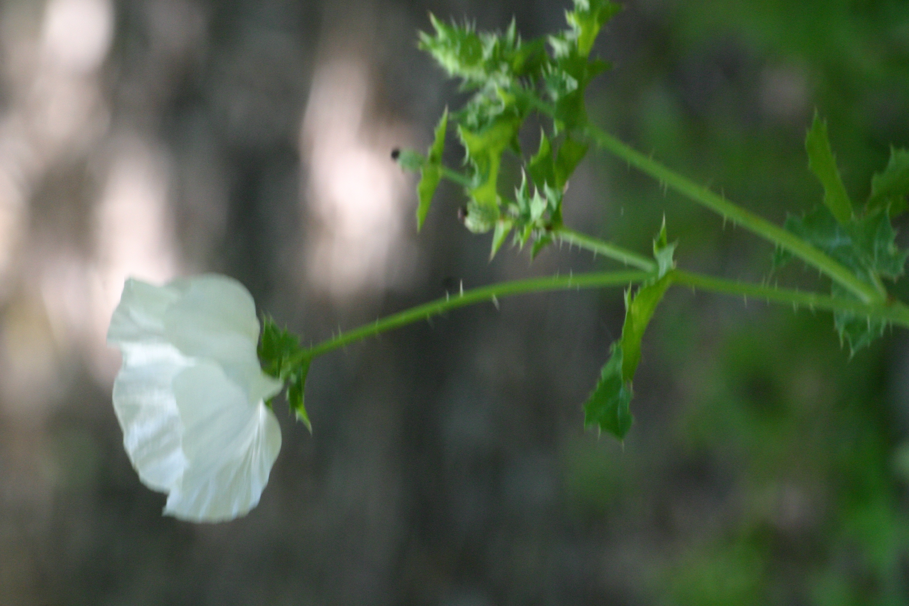 Prickly Poppy – stxflora