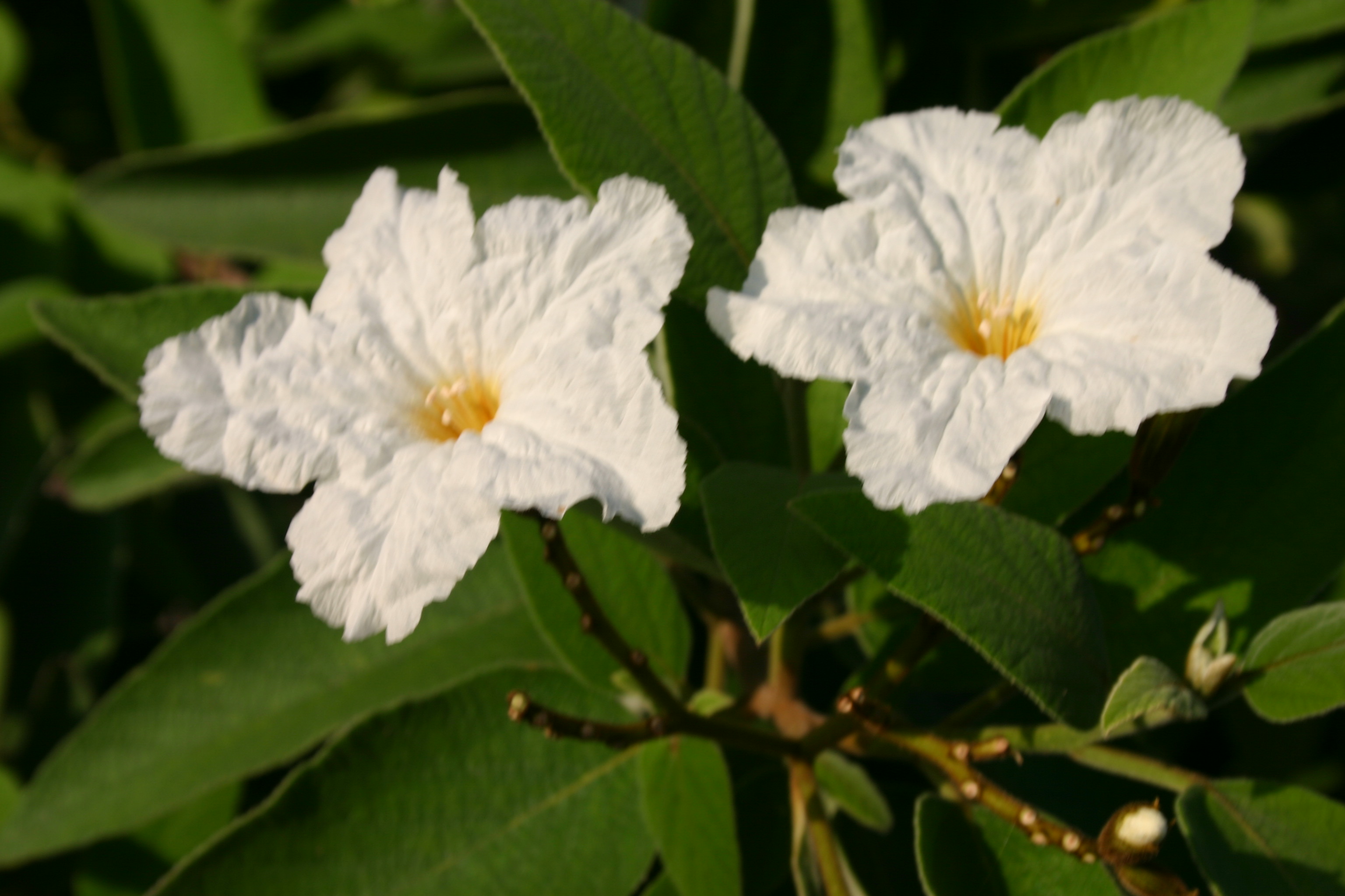 Wild Olive, Mexican Olive, Texas Olive, Anacahita, Chapote Prieto ...