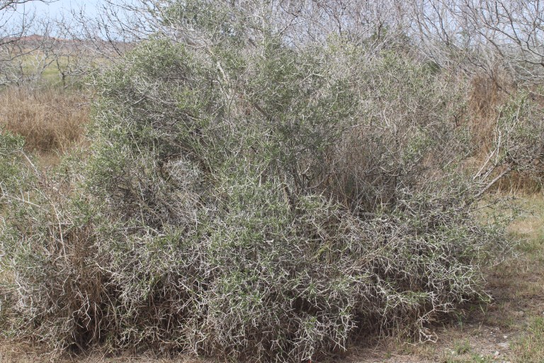 Amaragosa; Goatbush; Bisbirinda – stxflora