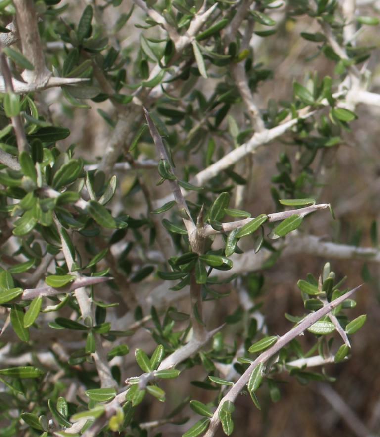 Amaragosa; Goatbush; Bisbirinda – stxflora