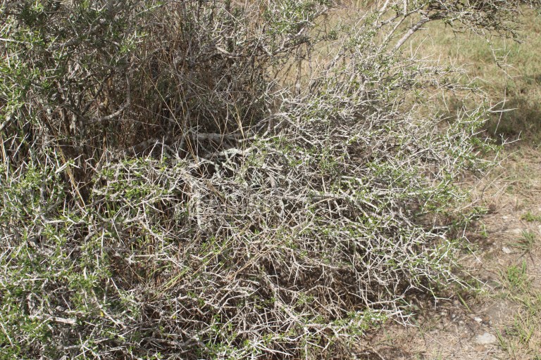 Amaragosa; Goatbush; Bisbirinda – stxflora