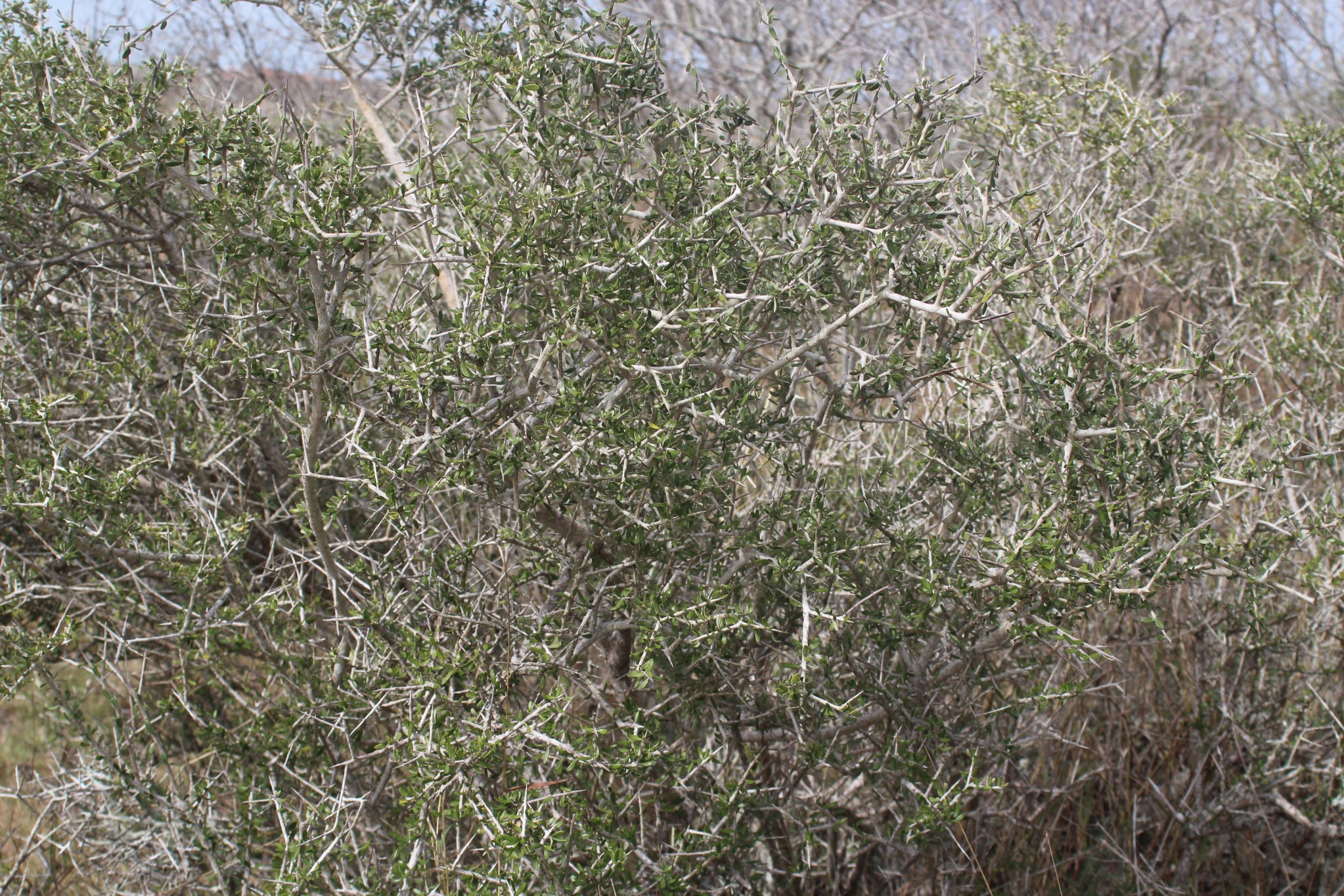 Amaragosa; Goatbush; Bisbirinda – stxflora