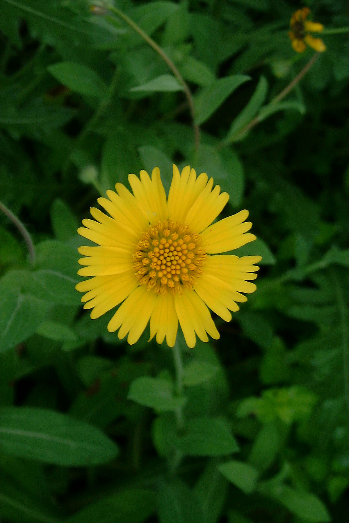 Huisache Daisy – stxflora