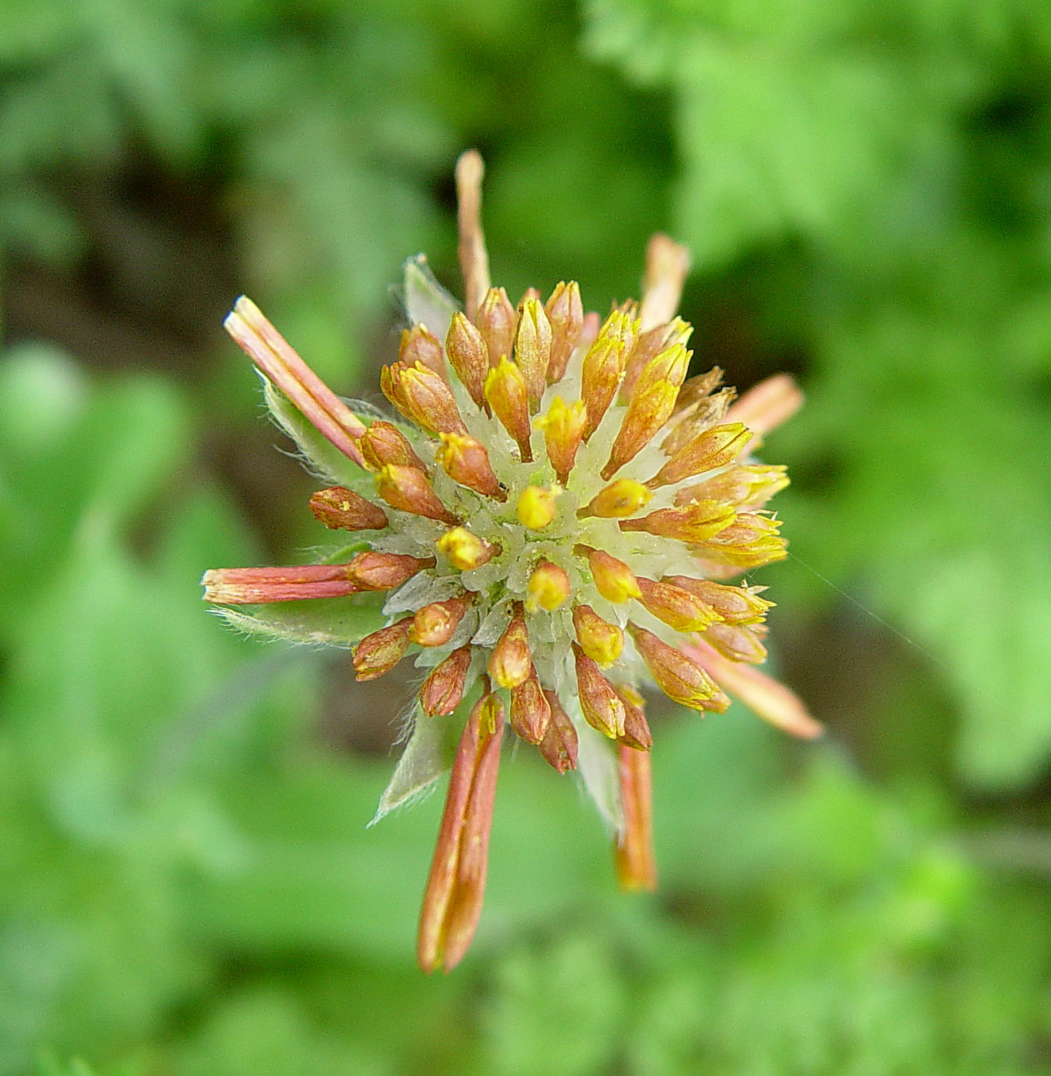 Huisache Daisy – stxflora