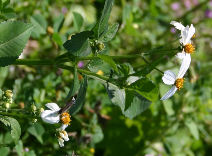 Bidens – stxflora