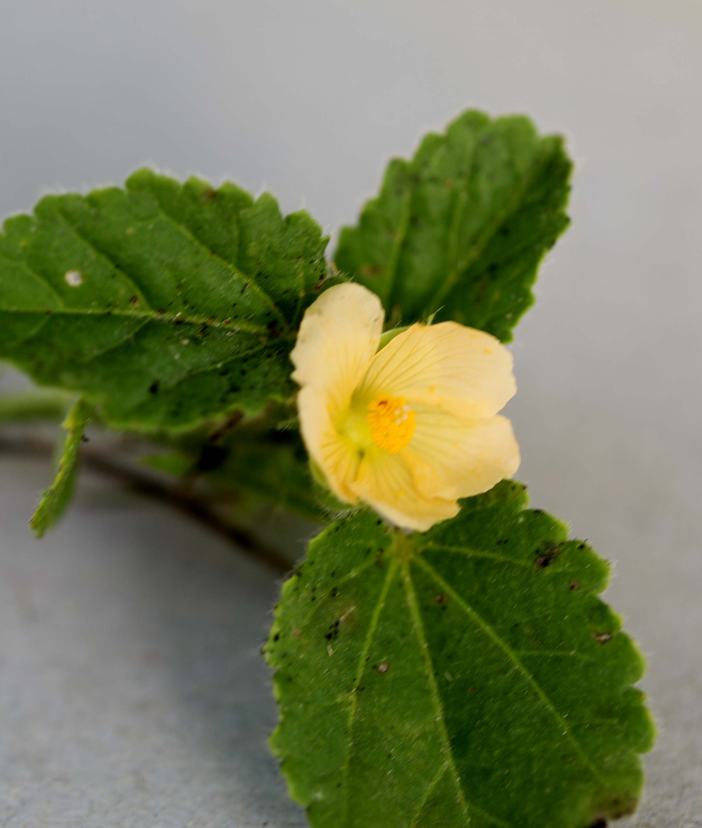 Bladderpod Sida – stxflora