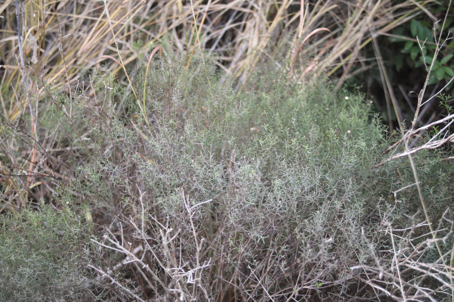 Broomweed – stxflora